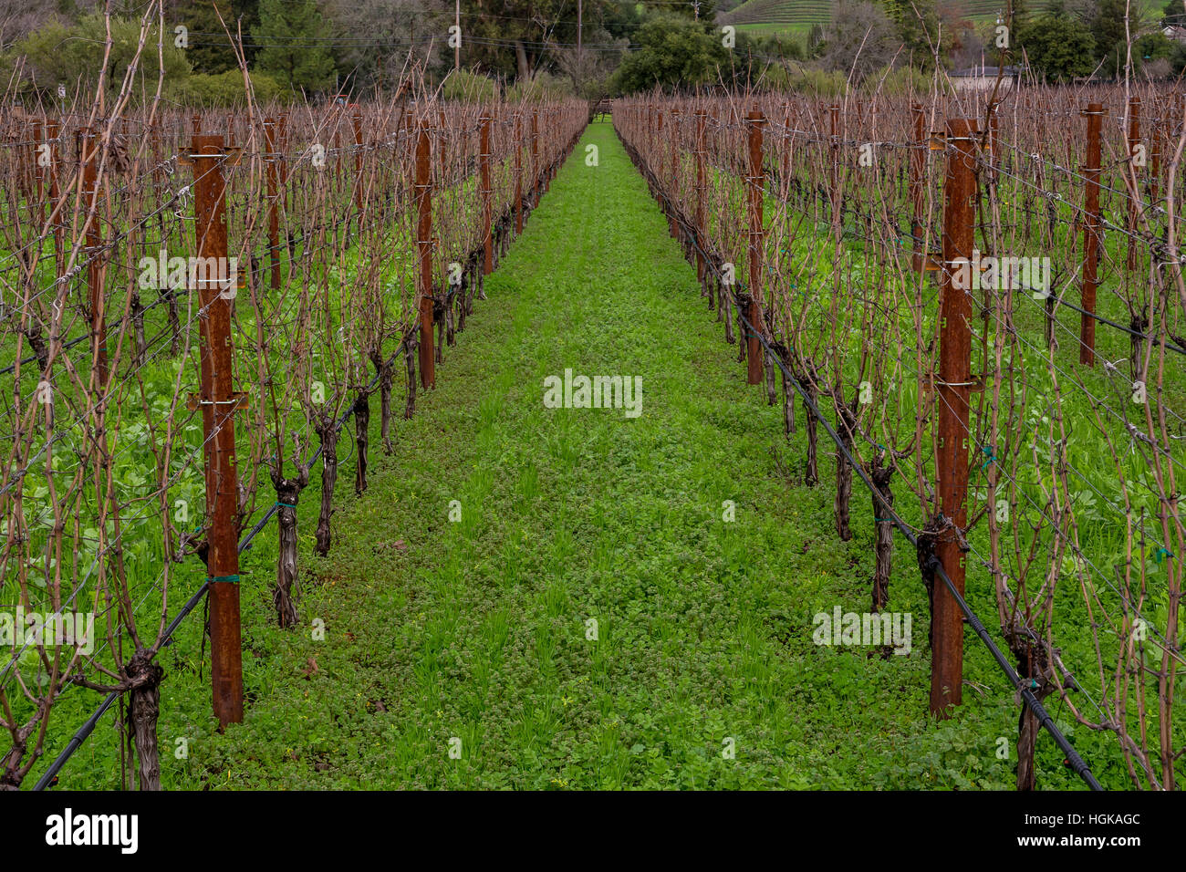 Vineyard, viewed from, Cliff Lede Vineyards, Yountville, Stags Leap ...