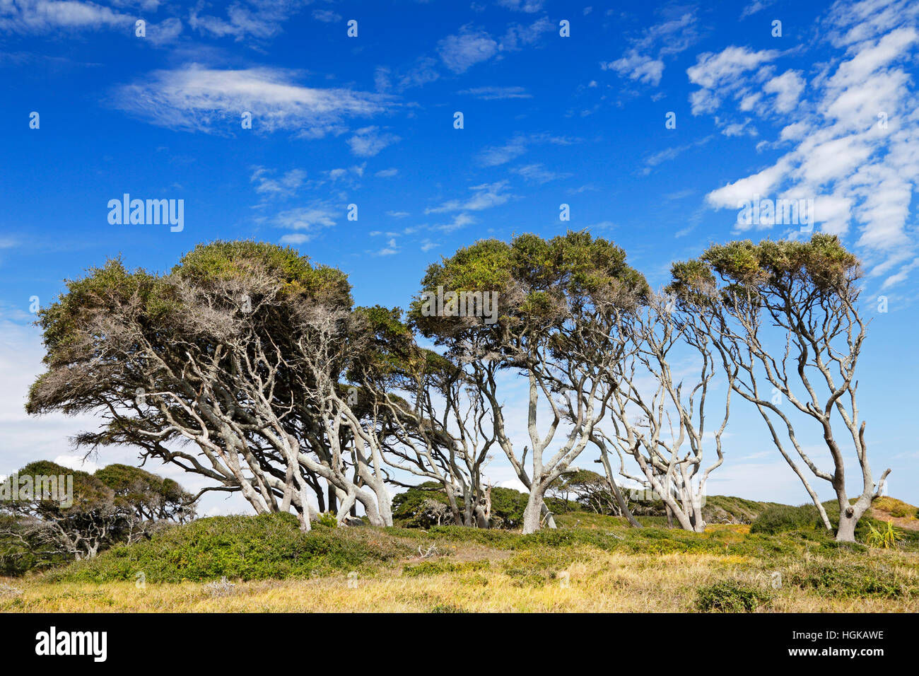 Wind-swept Oak trees on the coast at Fort Fisher, just south of ...