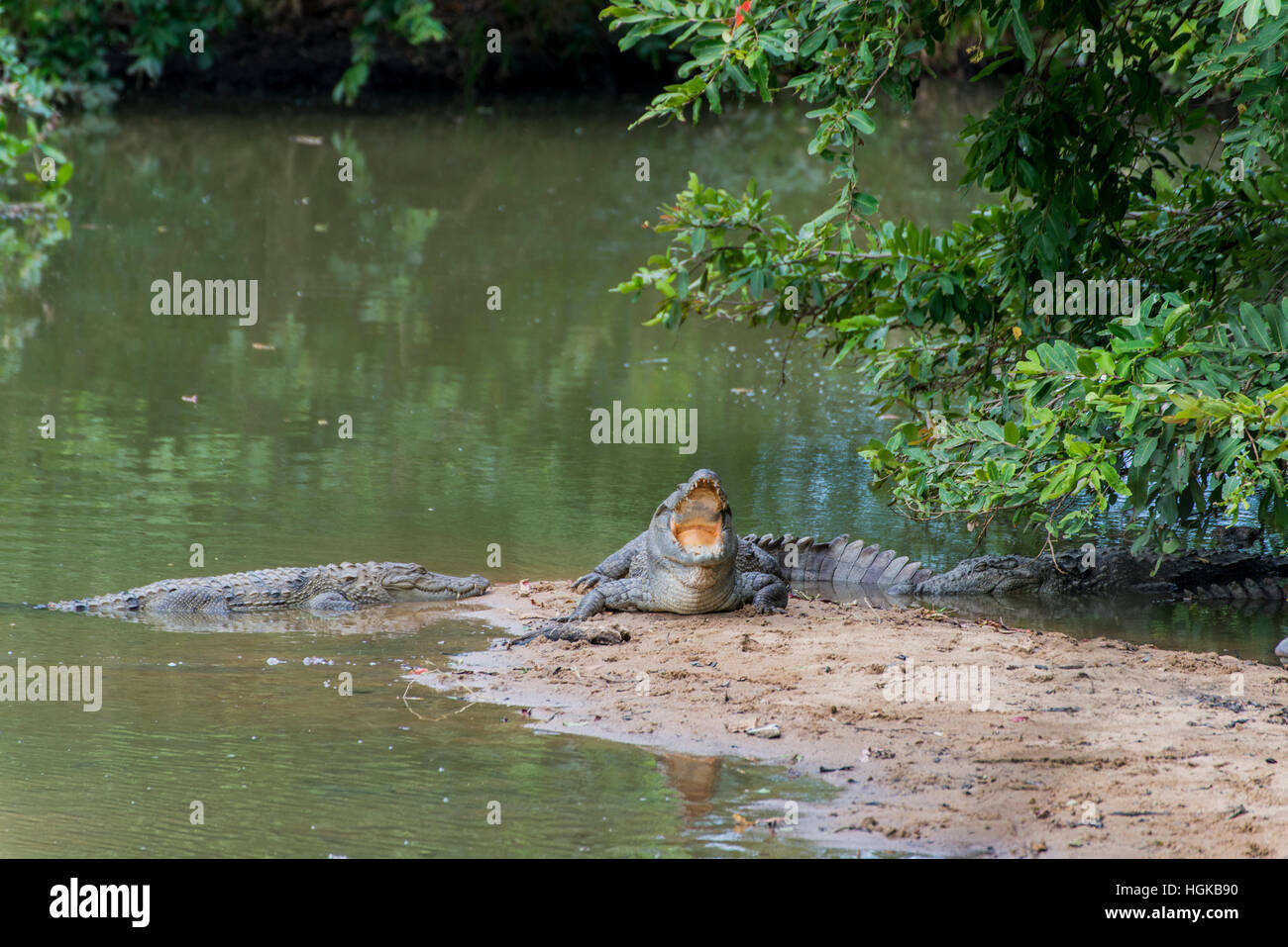 Srilanka wildlife hi-res stock photography and images - Alamy