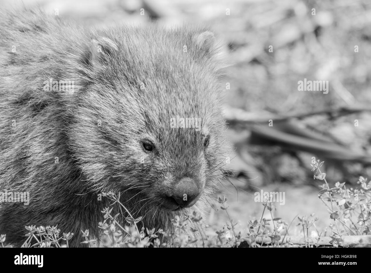 Wombat animal hi-res stock photography and images - Alamy