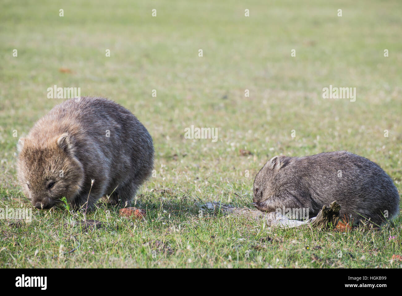 Wombat Animal High Resolution Stock Photography and Images - Alamy