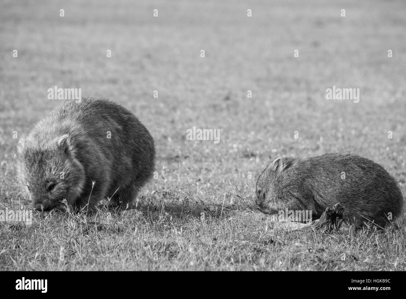 Wombat Mother and baby Stock Photo - Alamy