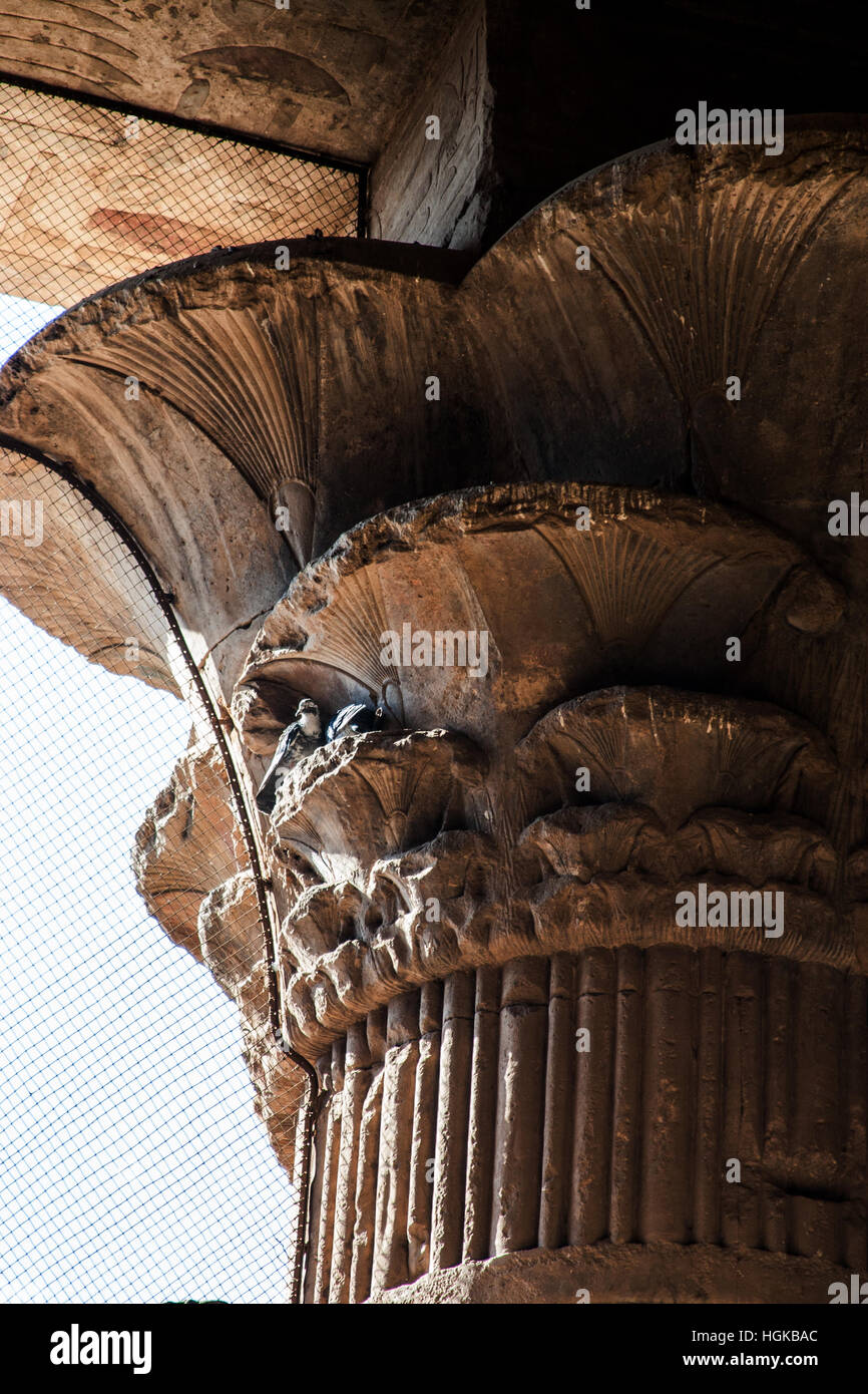 A bird perches in one of the columns in the Temple of Edfu, dedicated ...