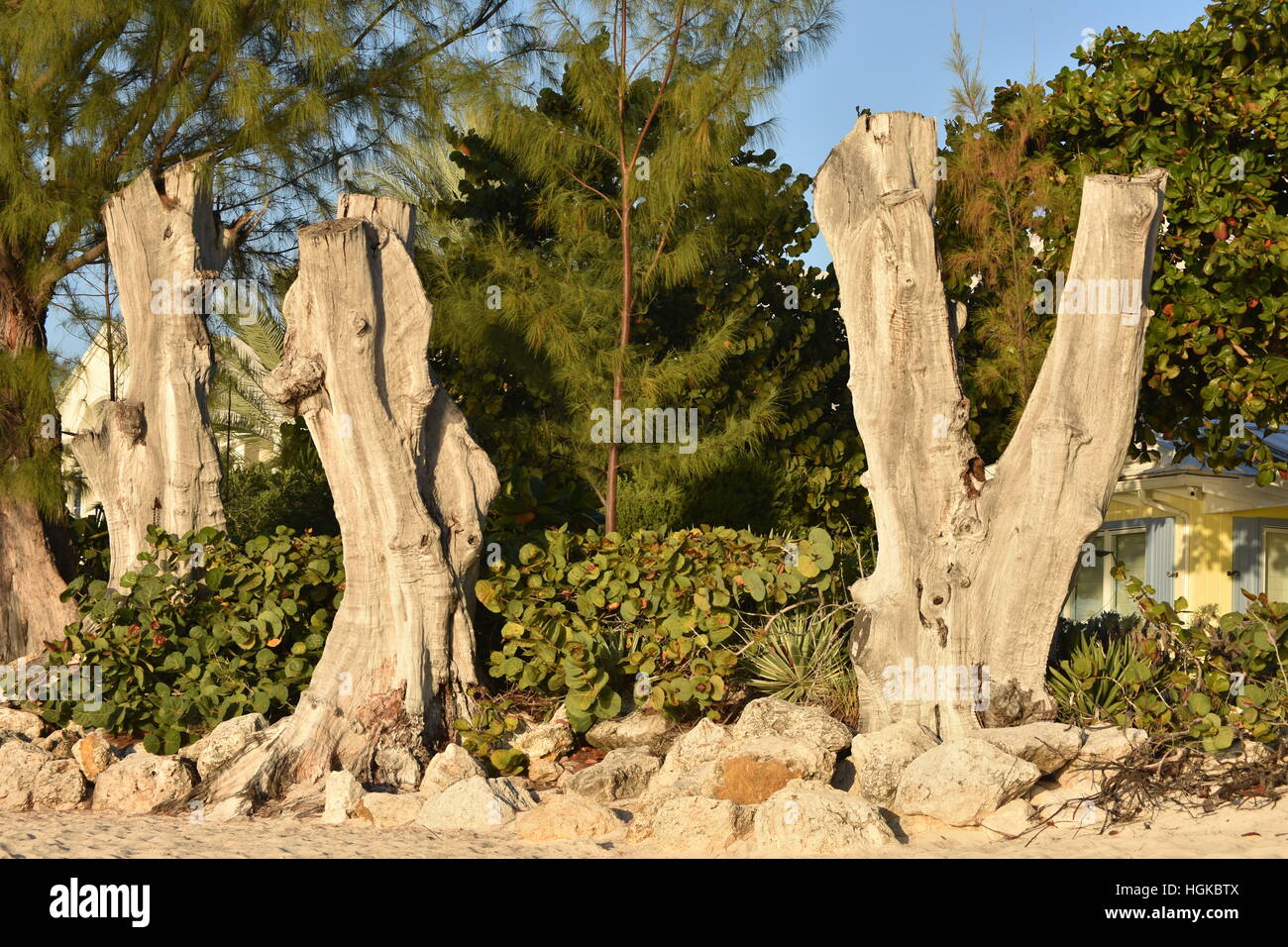 Trunks on the beach hi-res stock photography and images - Alamy