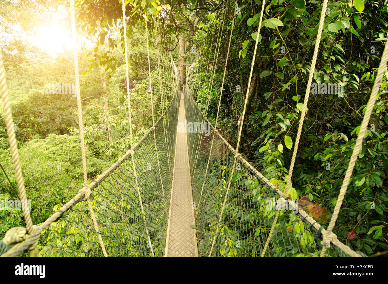 canopy bridge in taman negara, malaysia Stock Photo - Alamy