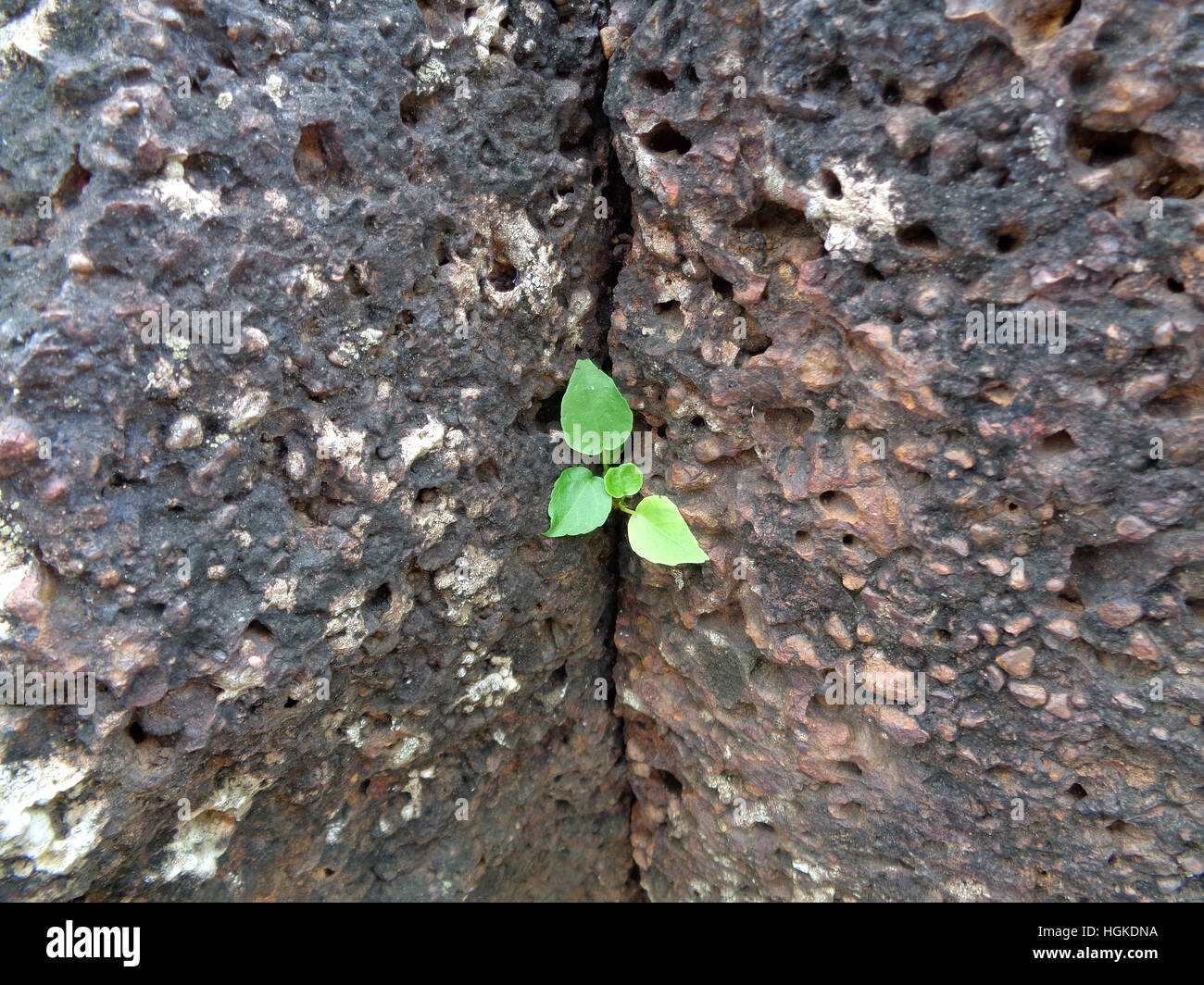 Little tree growing in the medieval stone wall of an ancient temple ...
