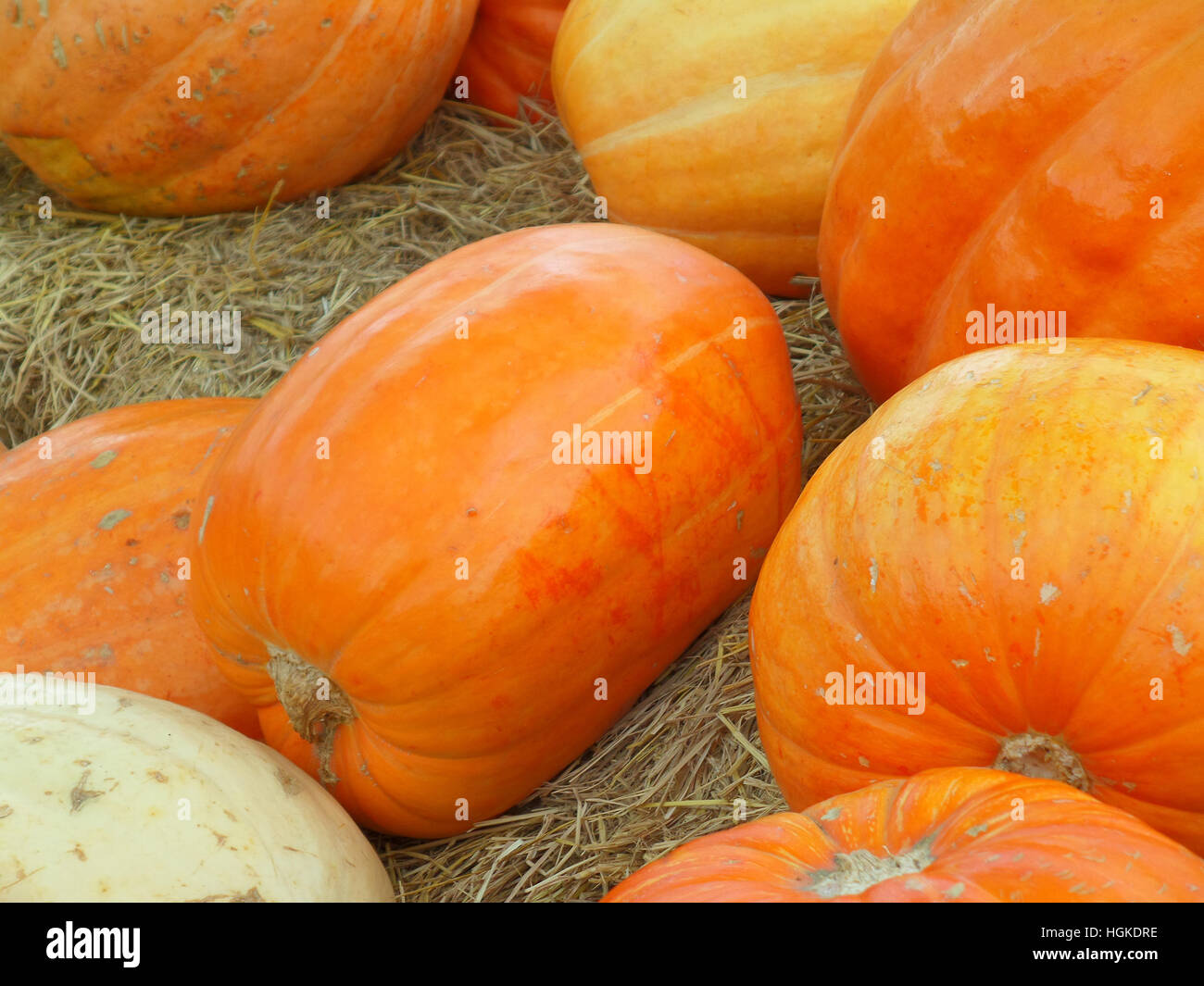 Vivid orange color hi-res stock photography and images - Alamy