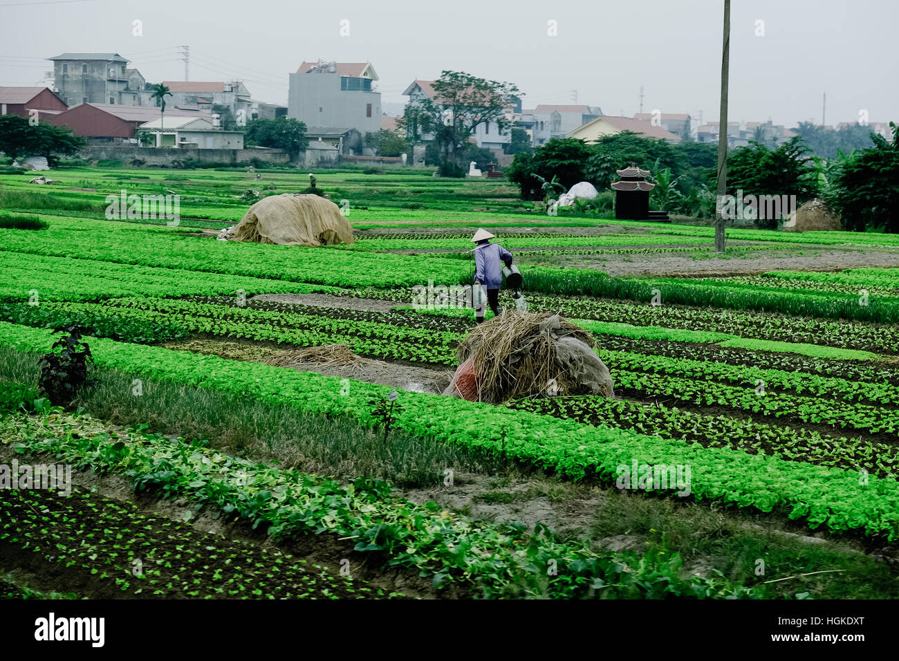 Woman farmer working in a rice field in Vietnam Stock Photo - Alamy