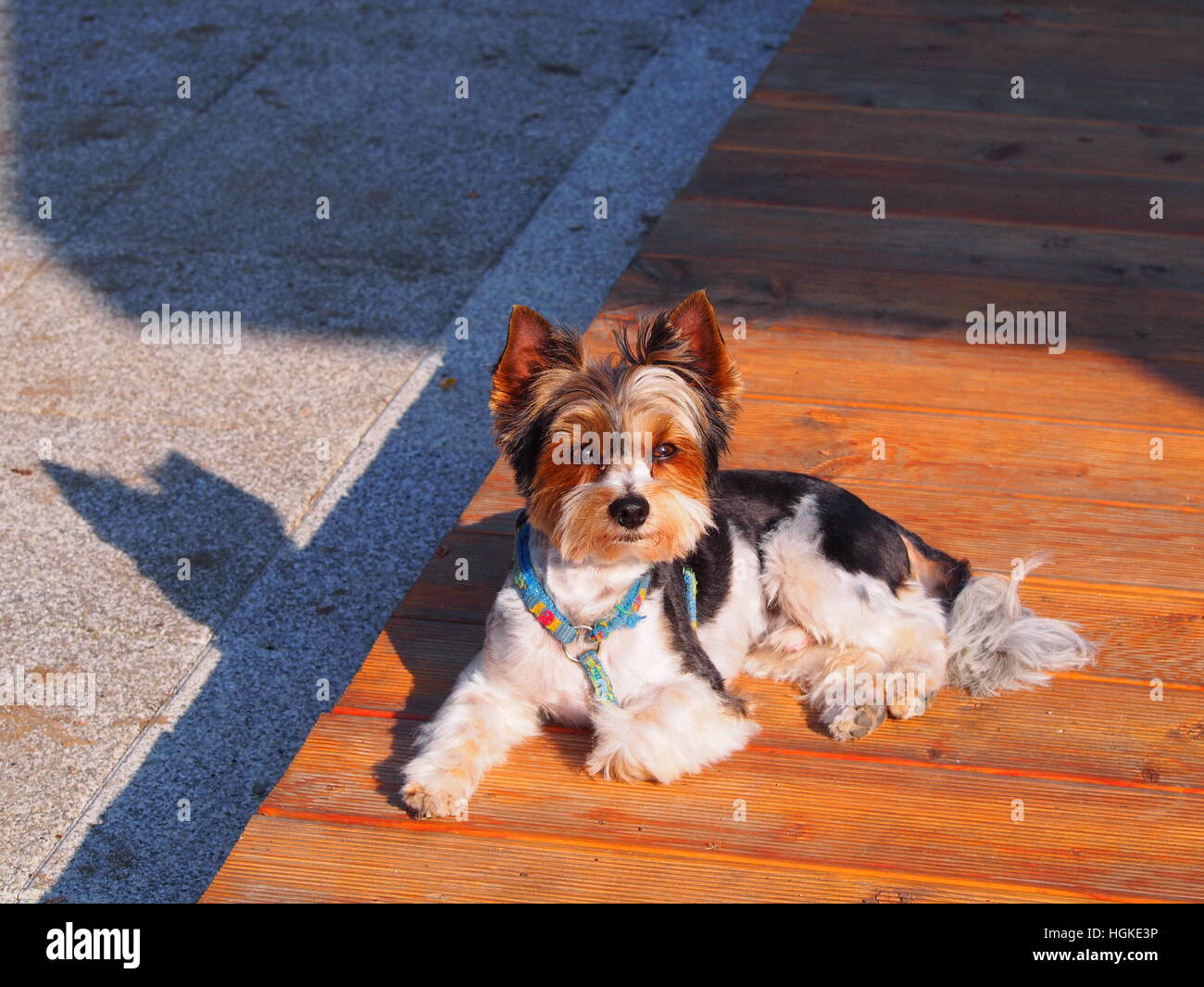 Biewer yorkshire terrier Stock Photo - Alamy