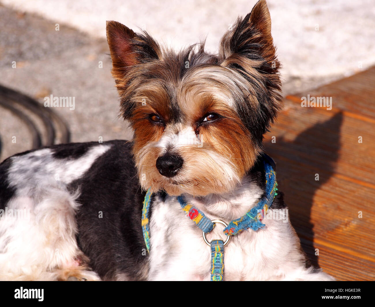 Biewer hi-res stock photography and images - Alamy