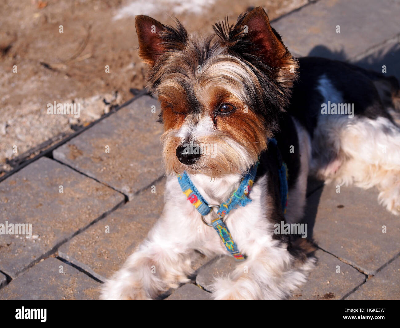 Biewer hi-res stock photography and images - Alamy