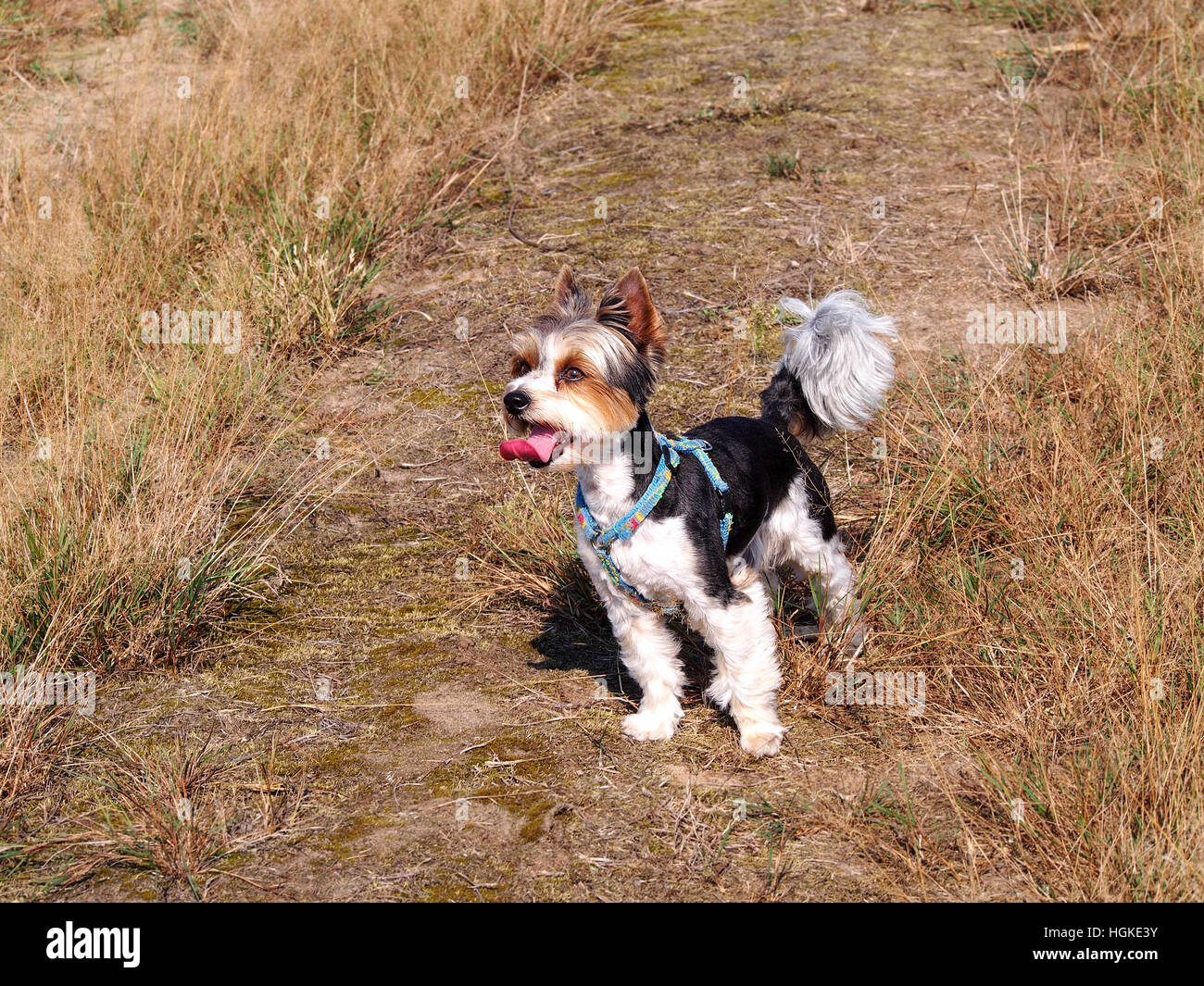 York biewer hi-res stock photography and images - Alamy