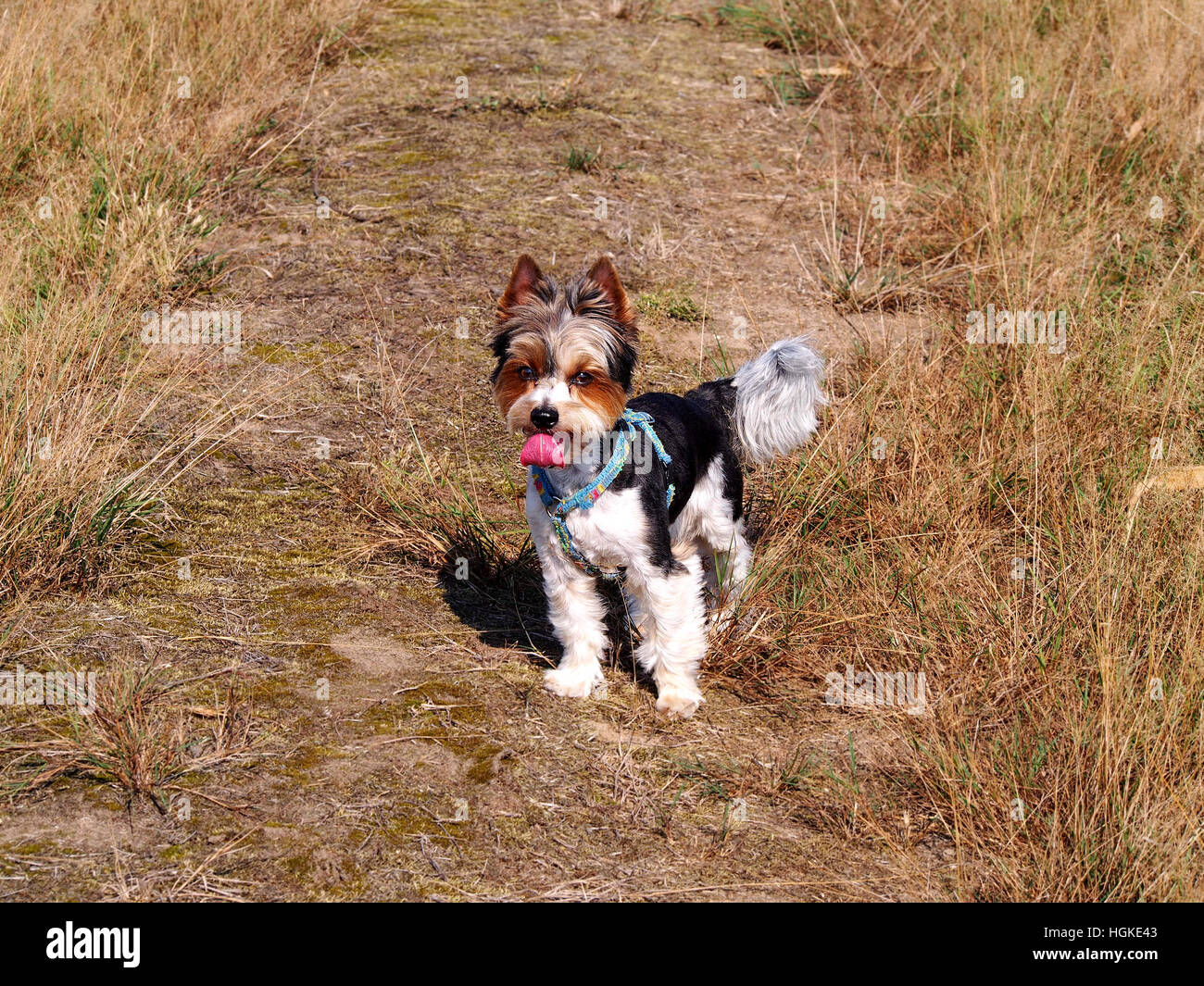 Biewer yorkshire terrier Stock Photo - Alamy