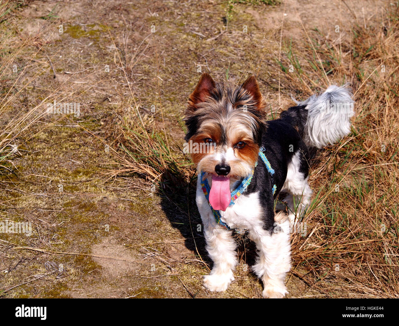 Biewer yorkie hi-res stock photography and images - Alamy