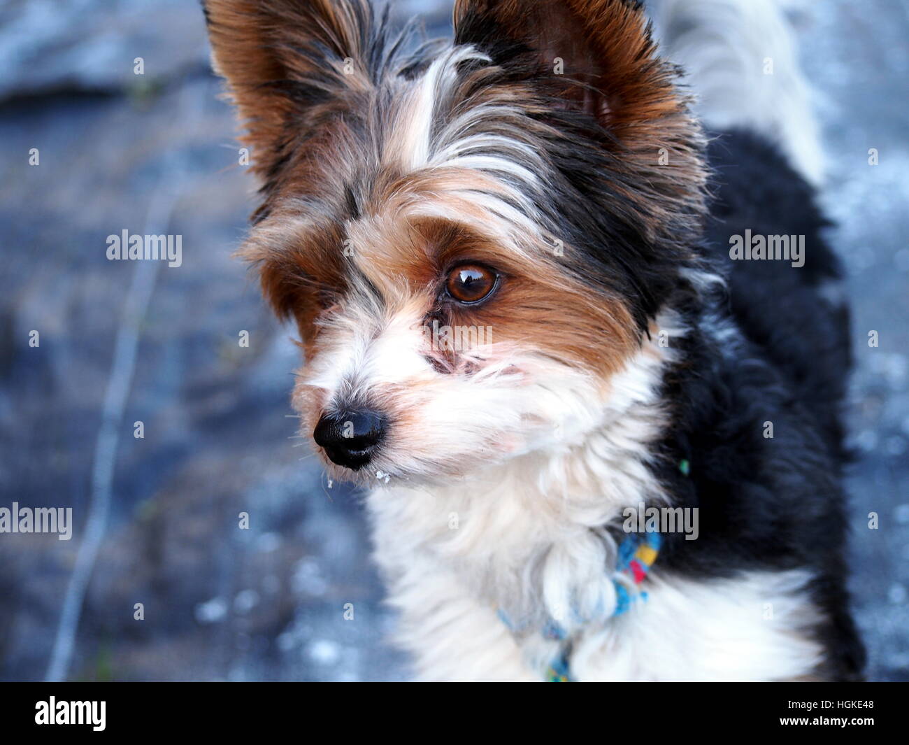 Biewer yorkshire terrier Stock Photo - Alamy