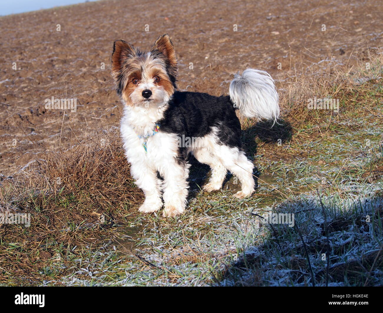 Biewer yorkshire terrier Stock Photo - Alamy