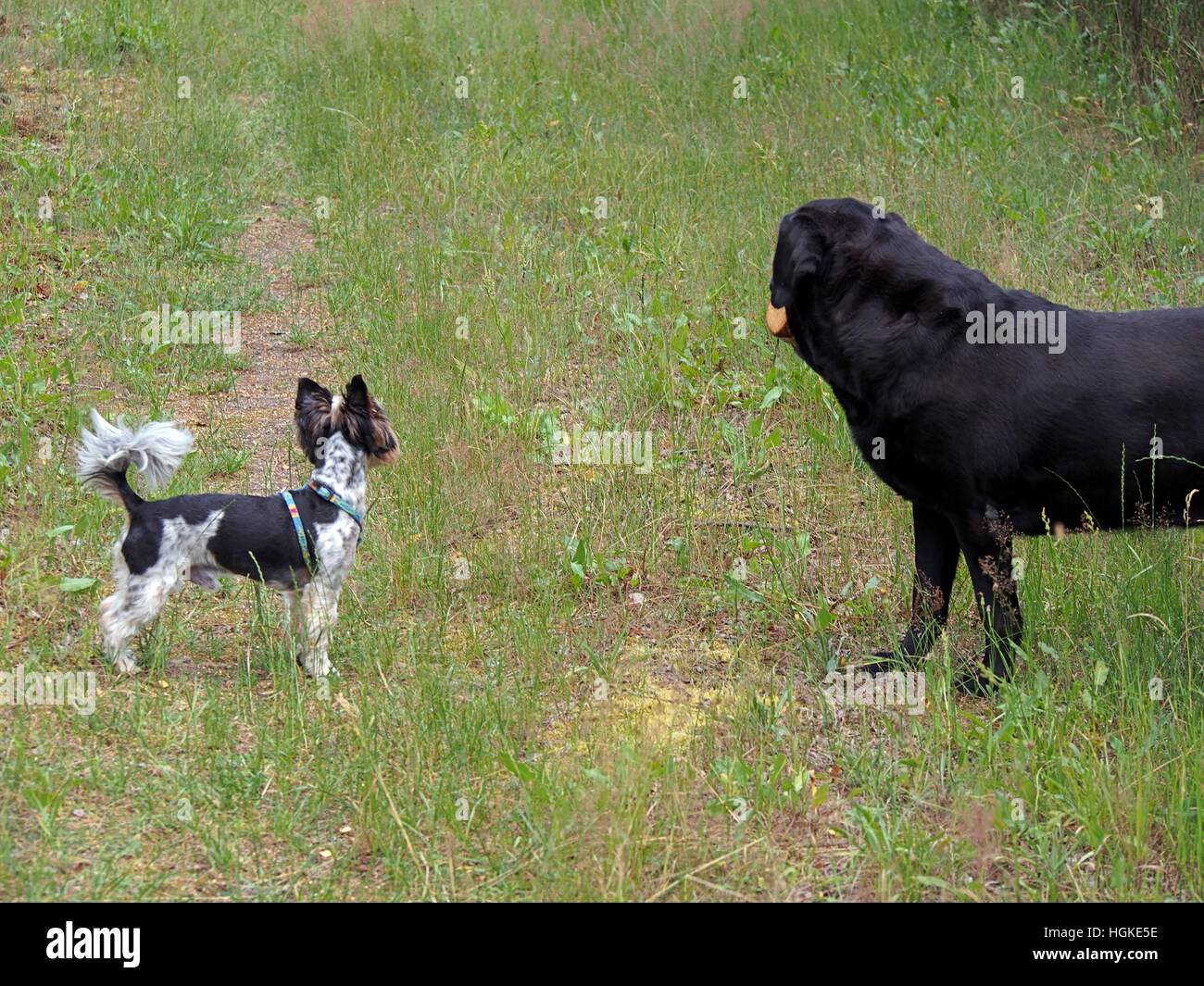 Labrador and terrier hi-res stock photography and images - Alamy