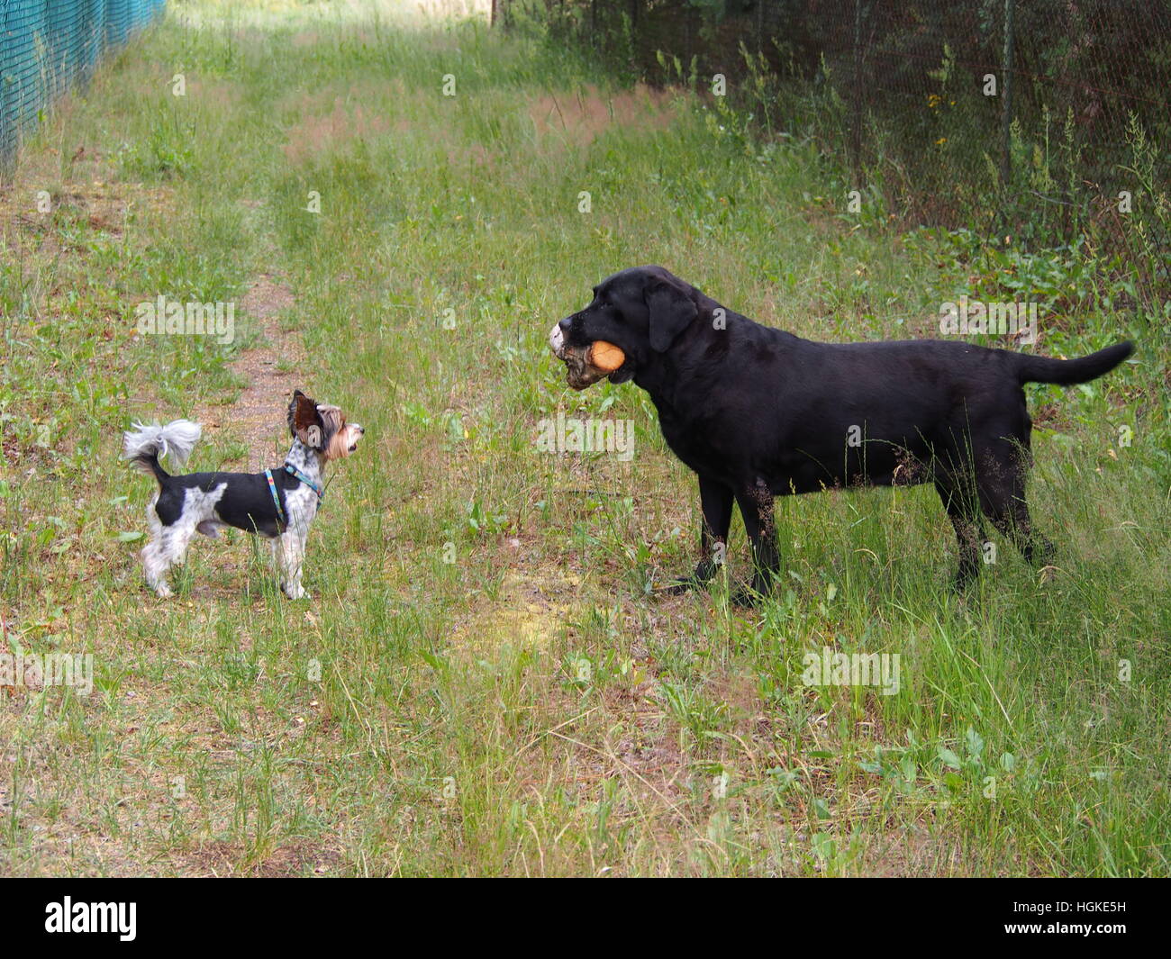 Labrador and terrier hi-res stock photography and images - Alamy