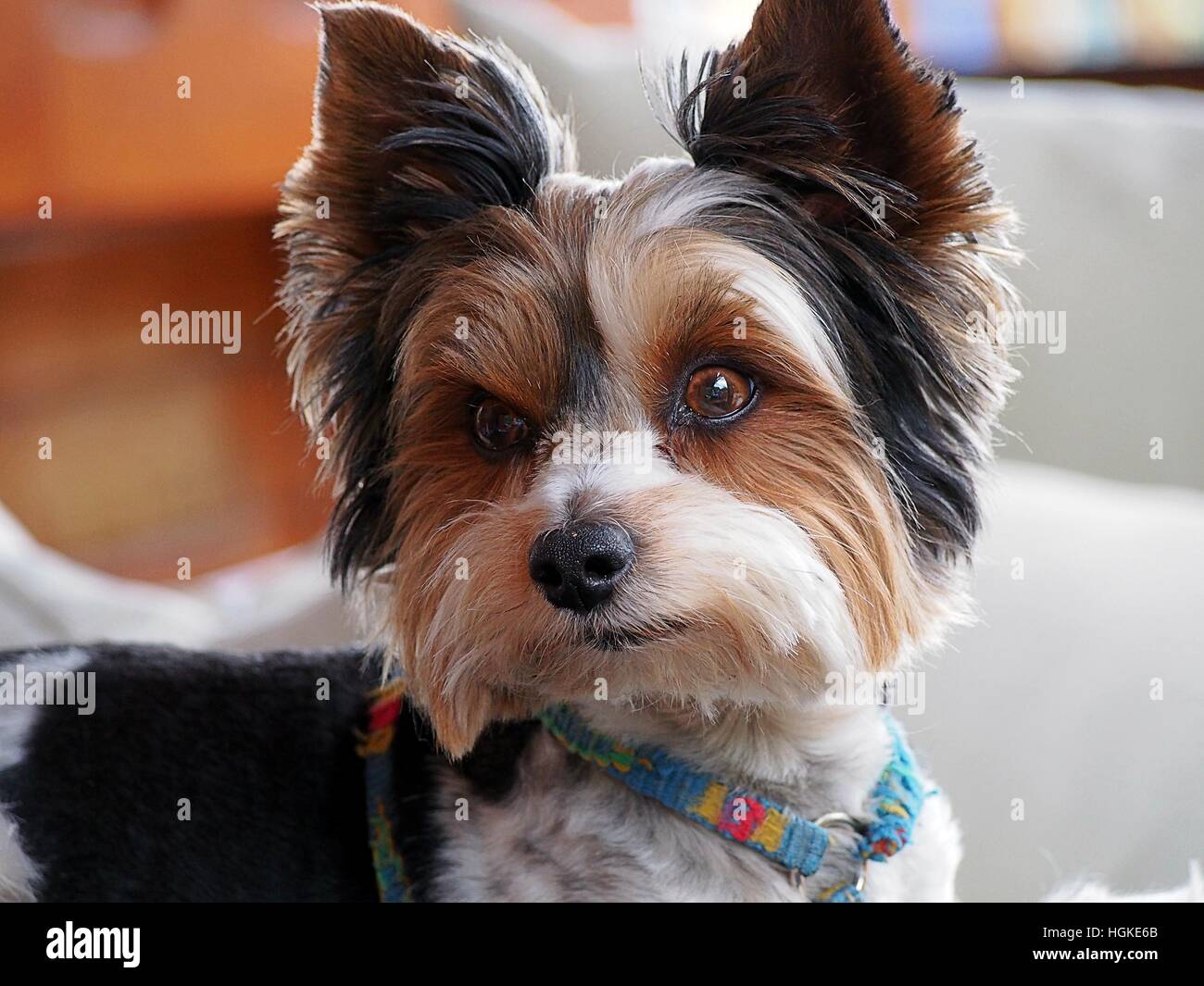 Biewer yorkshire terrier Stock Photo - Alamy