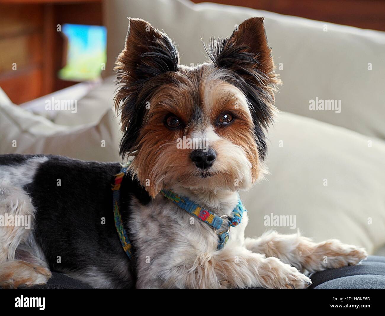 Biewer yorkshire terrier Stock Photo - Alamy