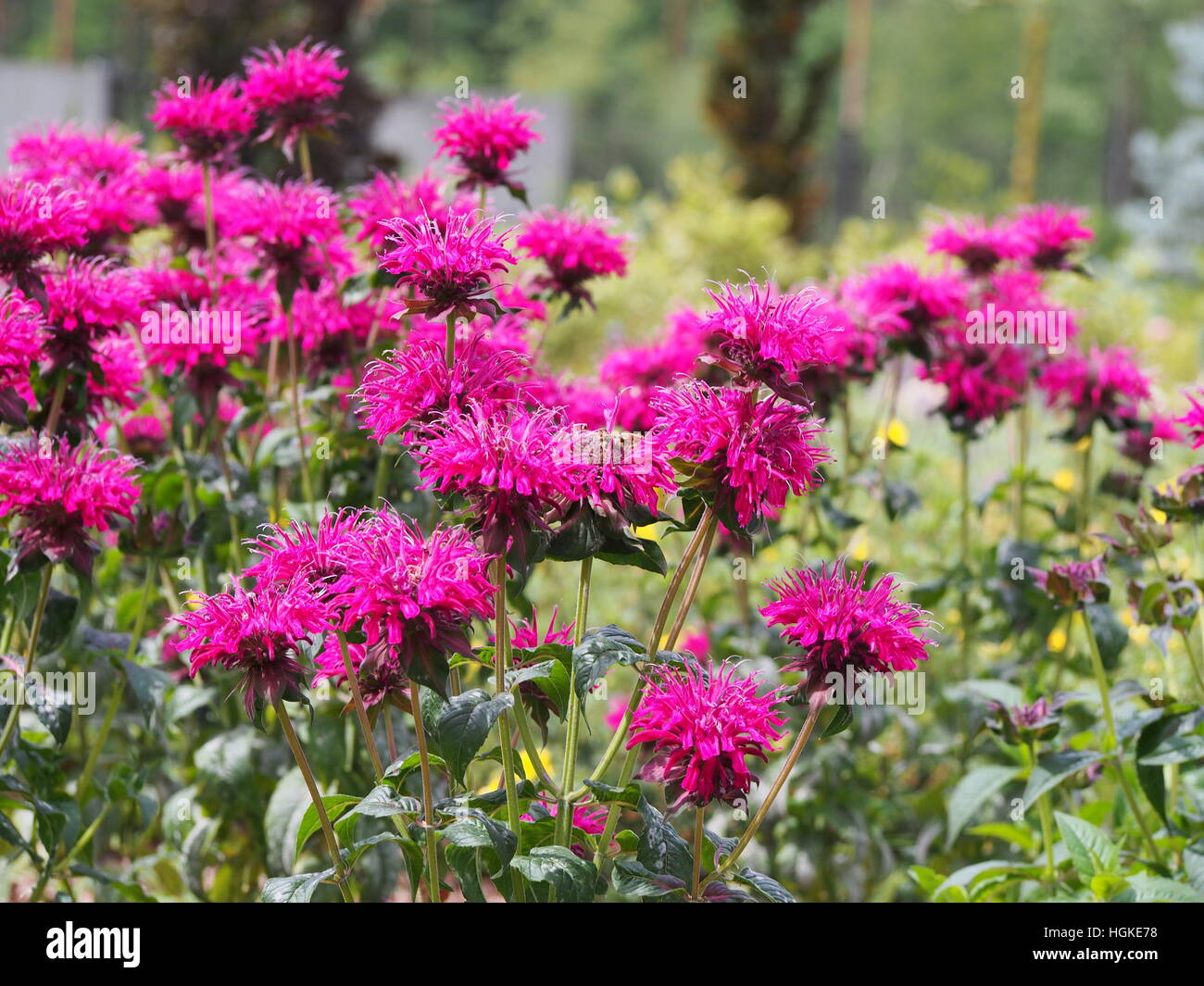 Monarda (bee balm, horsemint, oswego tea, bergamot) in full bloom Stock ...