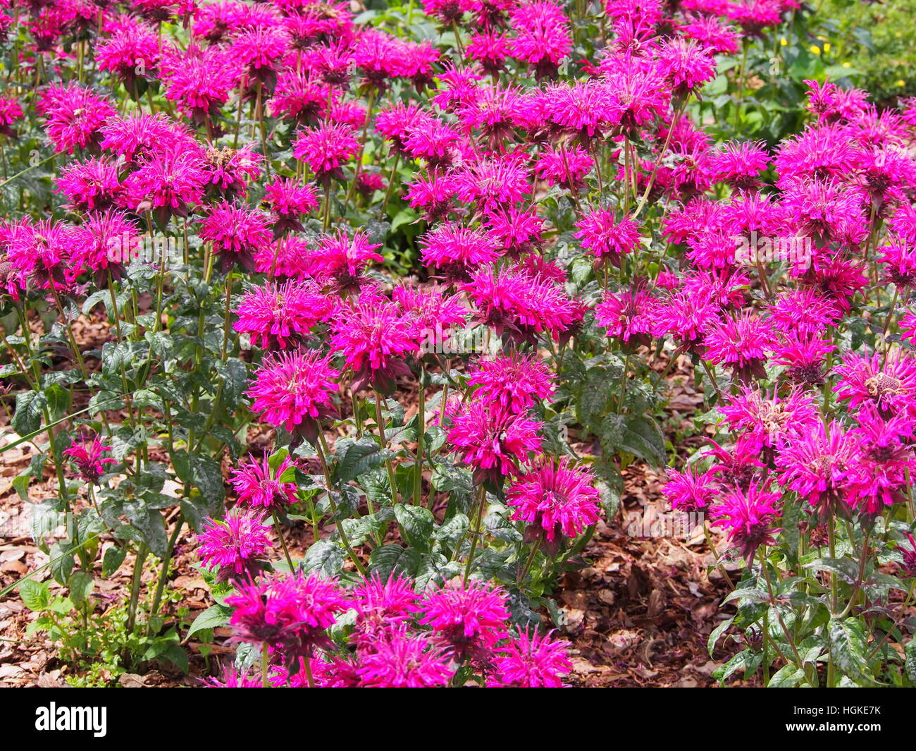 Monarda (bee balm, horsemint, oswego tea, bergamot) in full bloom Stock ...