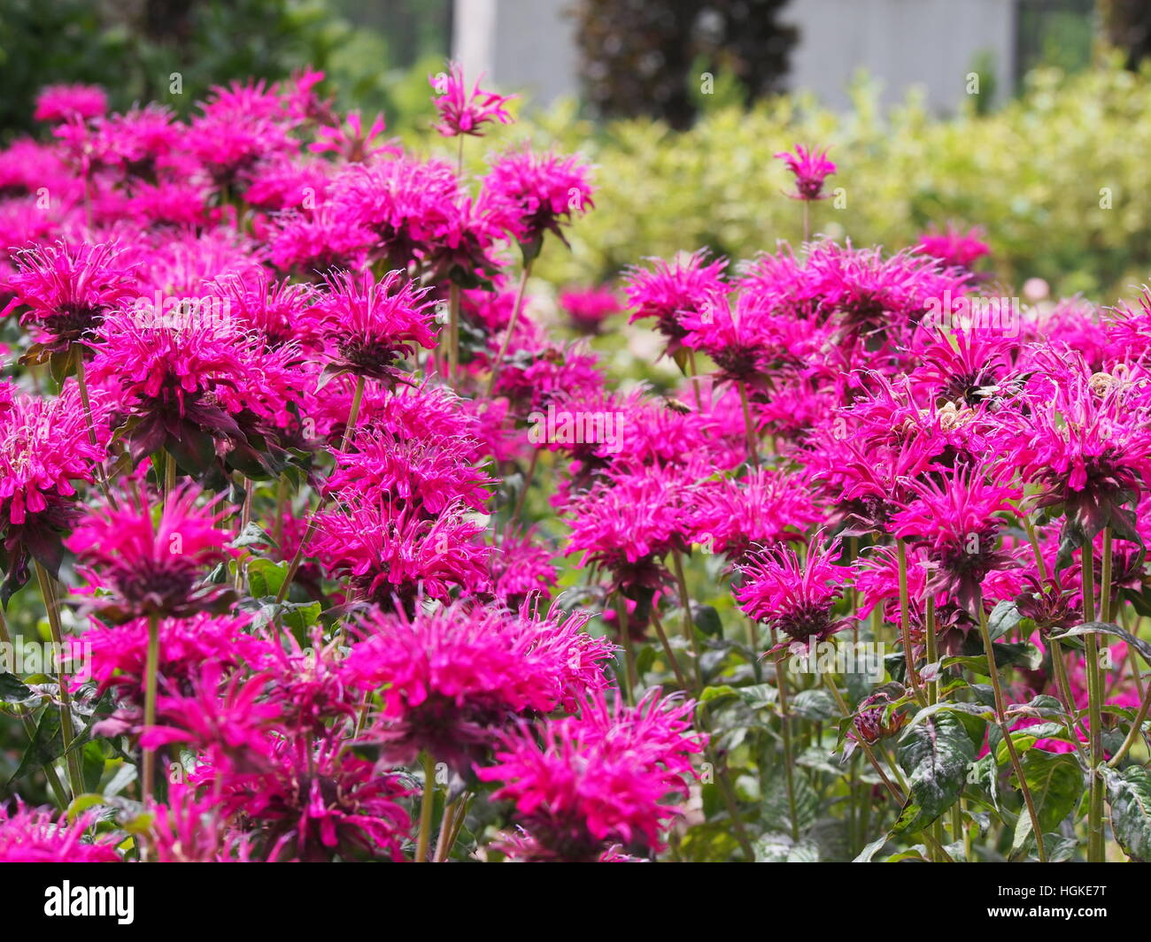 Monarda (bee balm, horsemint, oswego tea, bergamot) in full bloom Stock ...