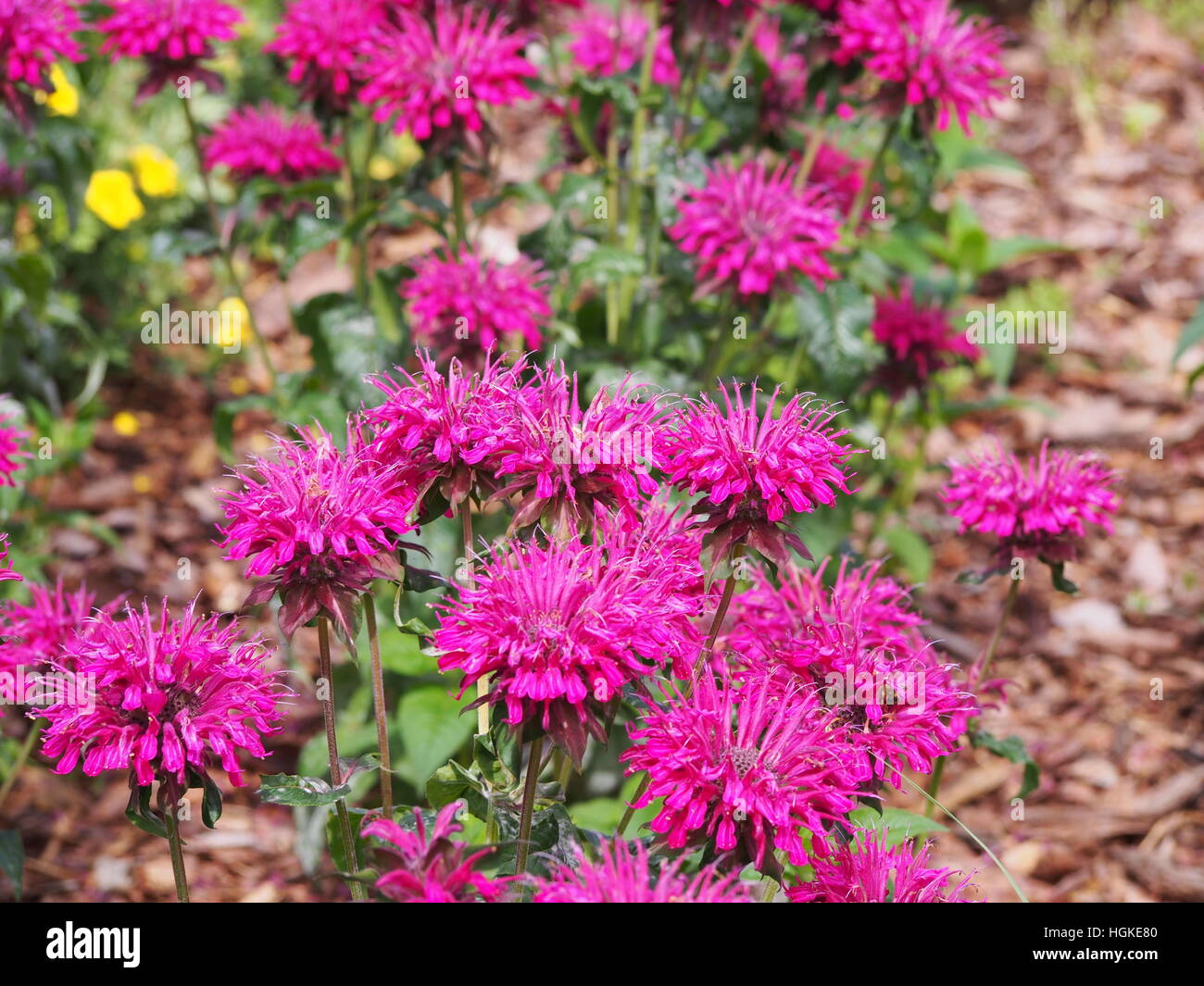 Monarda (bee balm, horsemint, oswego tea, bergamot) in full bloom Stock ...