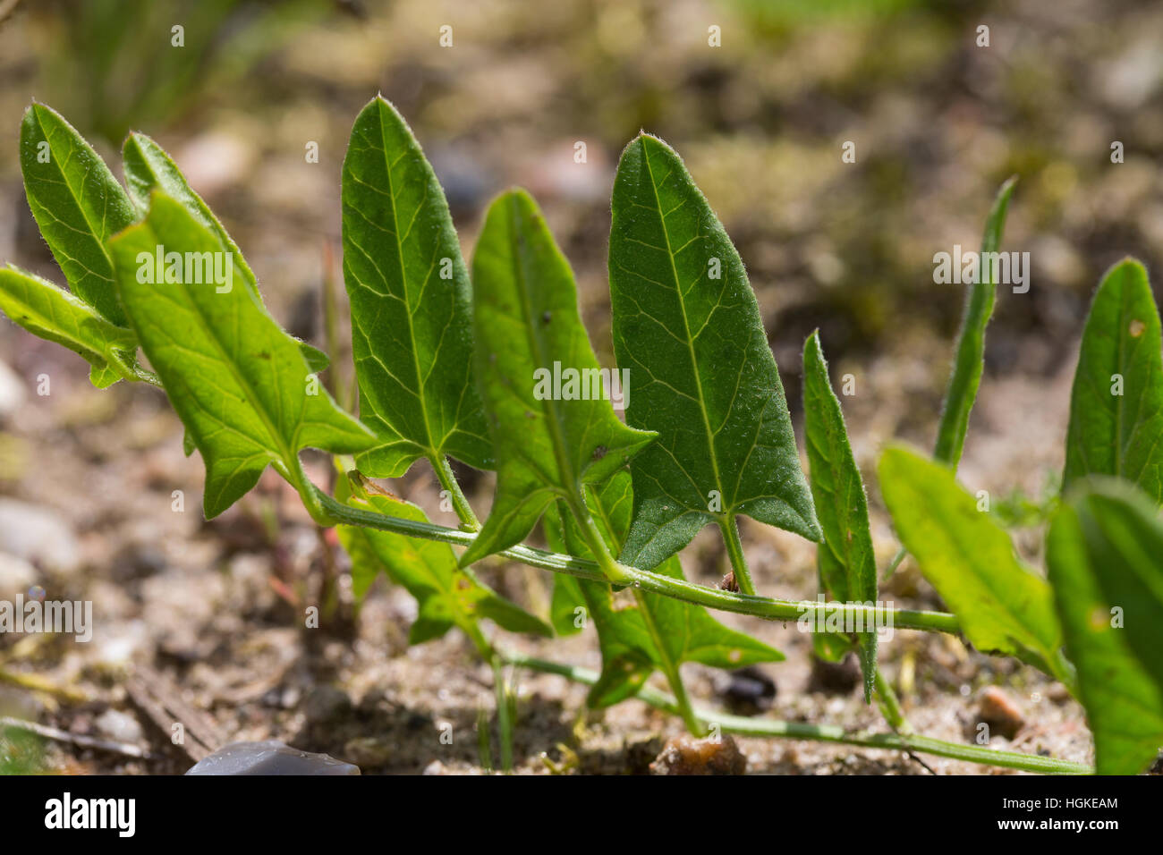 Acker-Winde, Ackerwinde, Blatt, Blätter, Convolvulus arvensis, Field ...