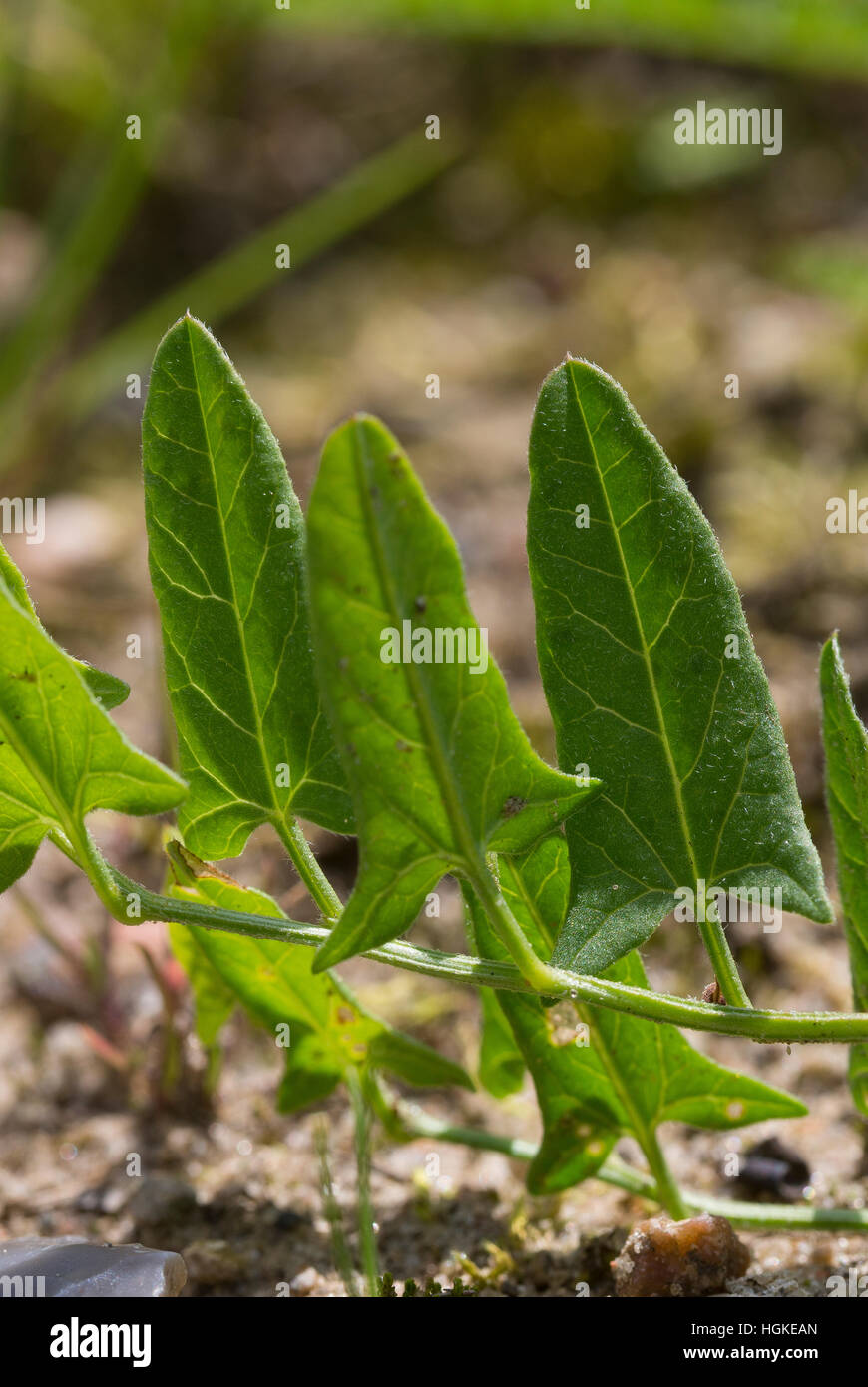 Acker-Winde, Ackerwinde, Blatt, Blätter, Convolvulus arvensis, Field ...