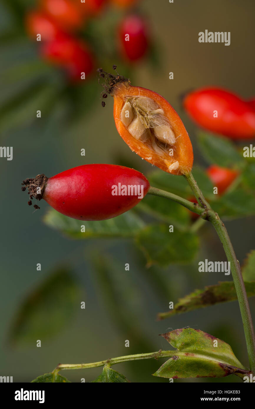 Hunds-Rose, Hundsrose, Heckenrose, Rose, Früchte, Hagebutte, Hagebutten ...