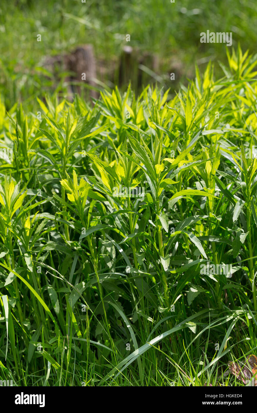 Kanadische goldrute solidago canadensis hi-res stock photography and ...