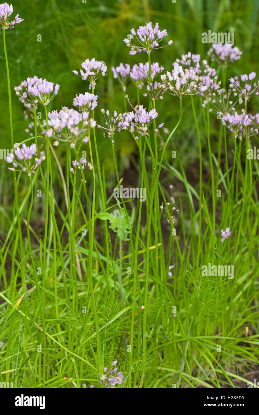 Kantiger Lauch, Kanten-Lauch, Kantenlauch, Allium angulosum, Allium ...