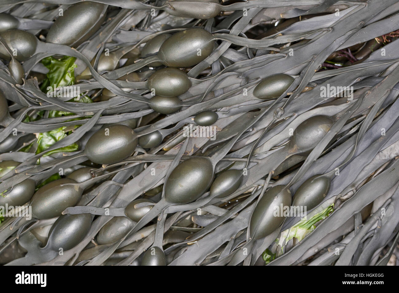 Knotentang, Knoten-Tang, Ascophyllum nodosum, Ascophylla nodosa ...