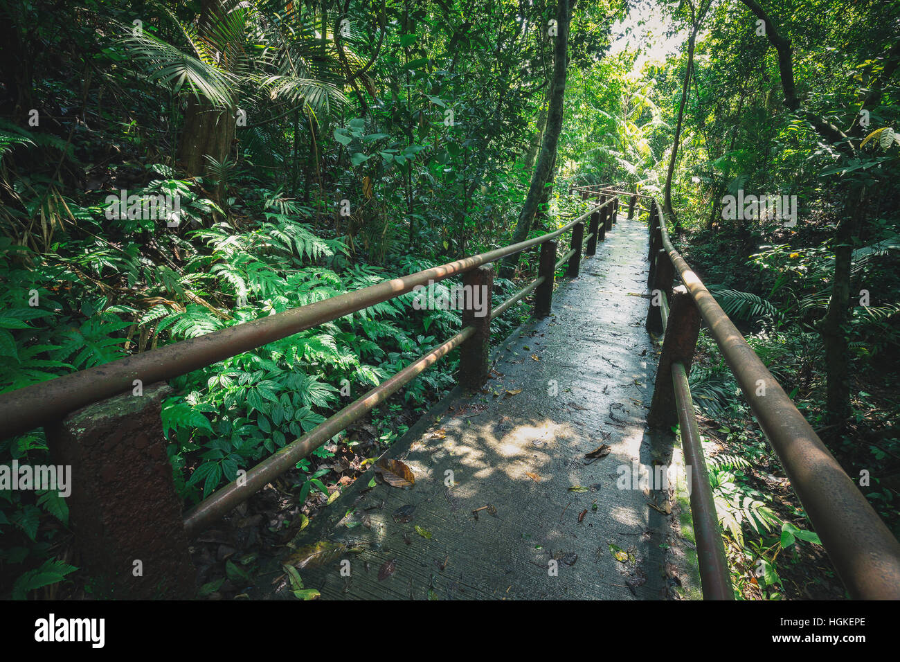 Long walking path wet by rain inside green tropical forest of Thailand ...