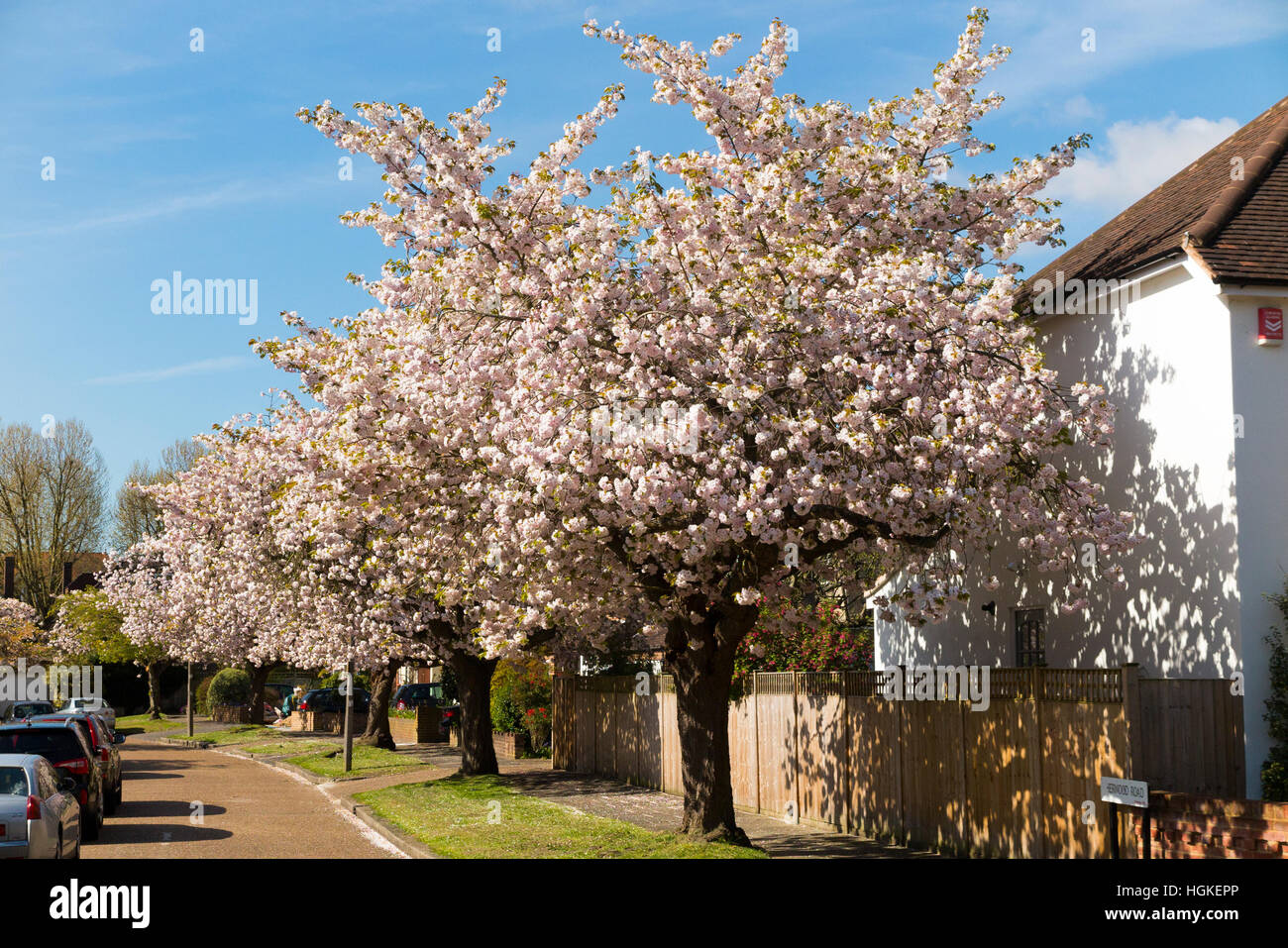 Spring blossom flower / flowers & trees on what is thought to be a ...