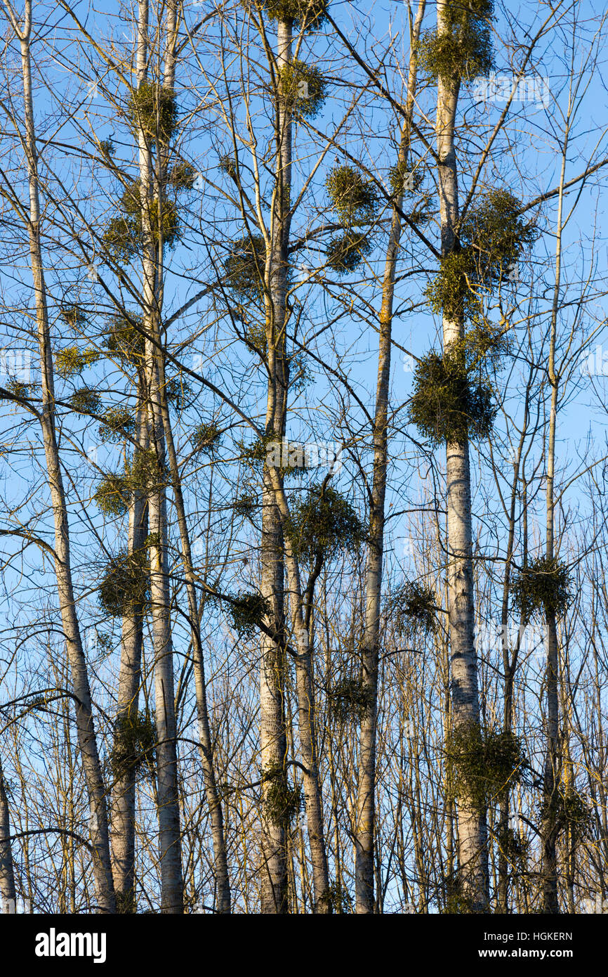 Mistletoe growing on host tree hi-res stock photography and images - Alamy
