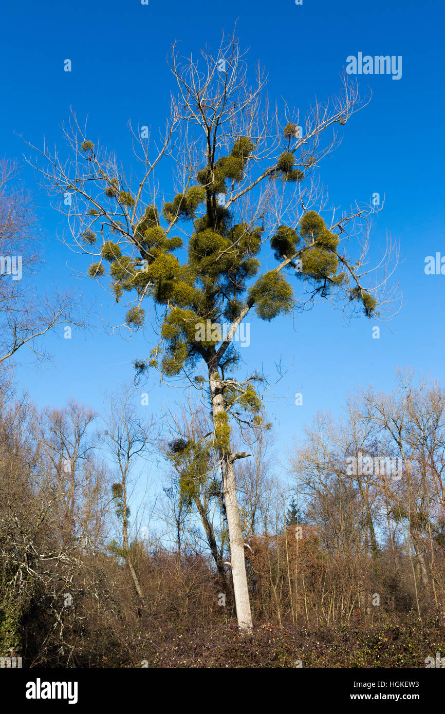 Parasitic Mistletoe growing on tree / trees in wood / woods / woodland ...