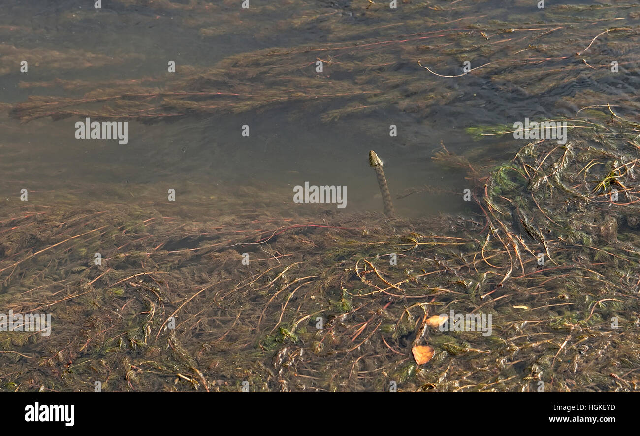 Snake flows in river Stock Photo - Alamy