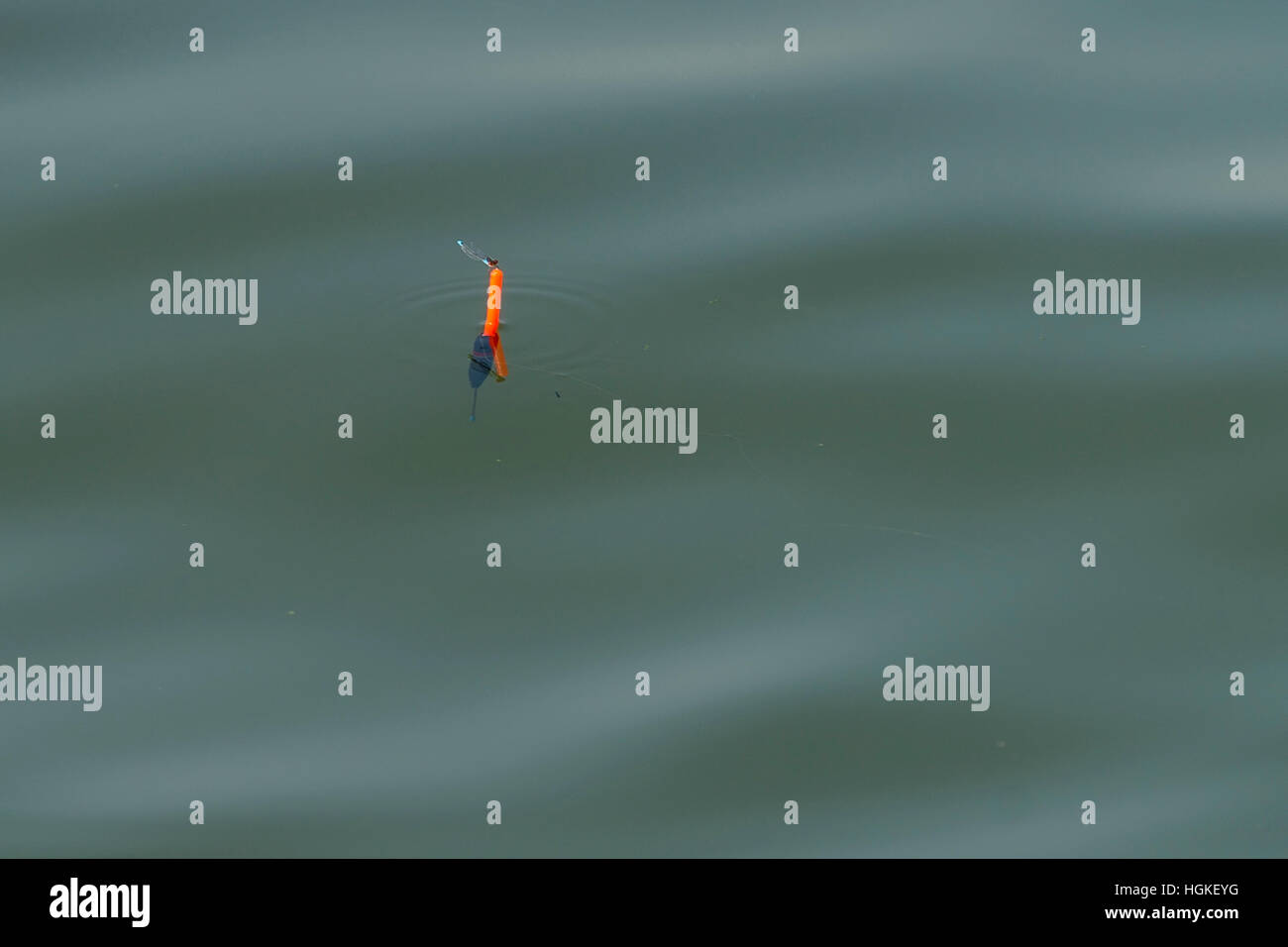 Red angling float in the river with dragonfly Stock Photo - Alamy