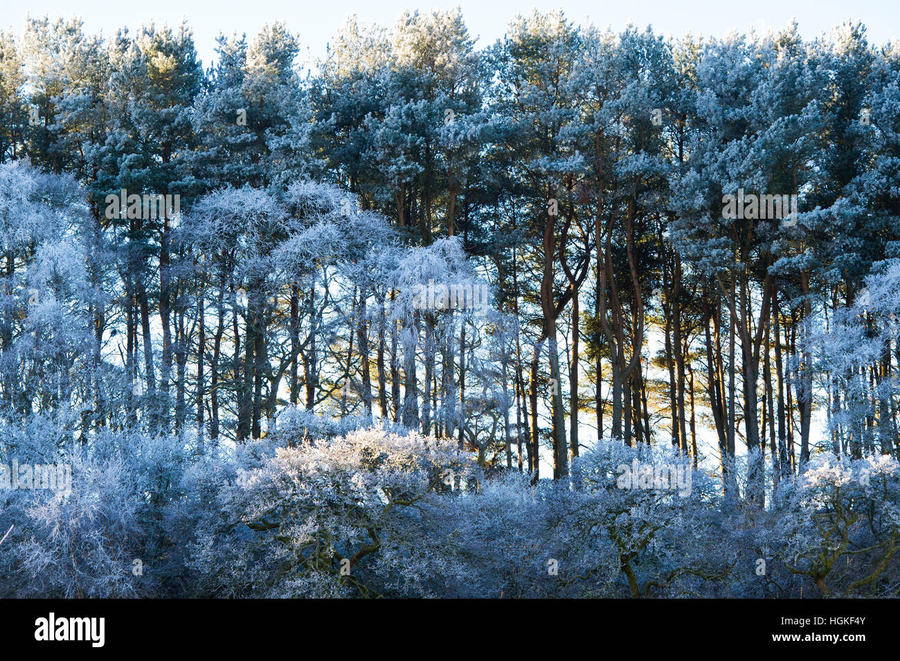 Scots pine scotland hi-res stock photography and images - Alamy