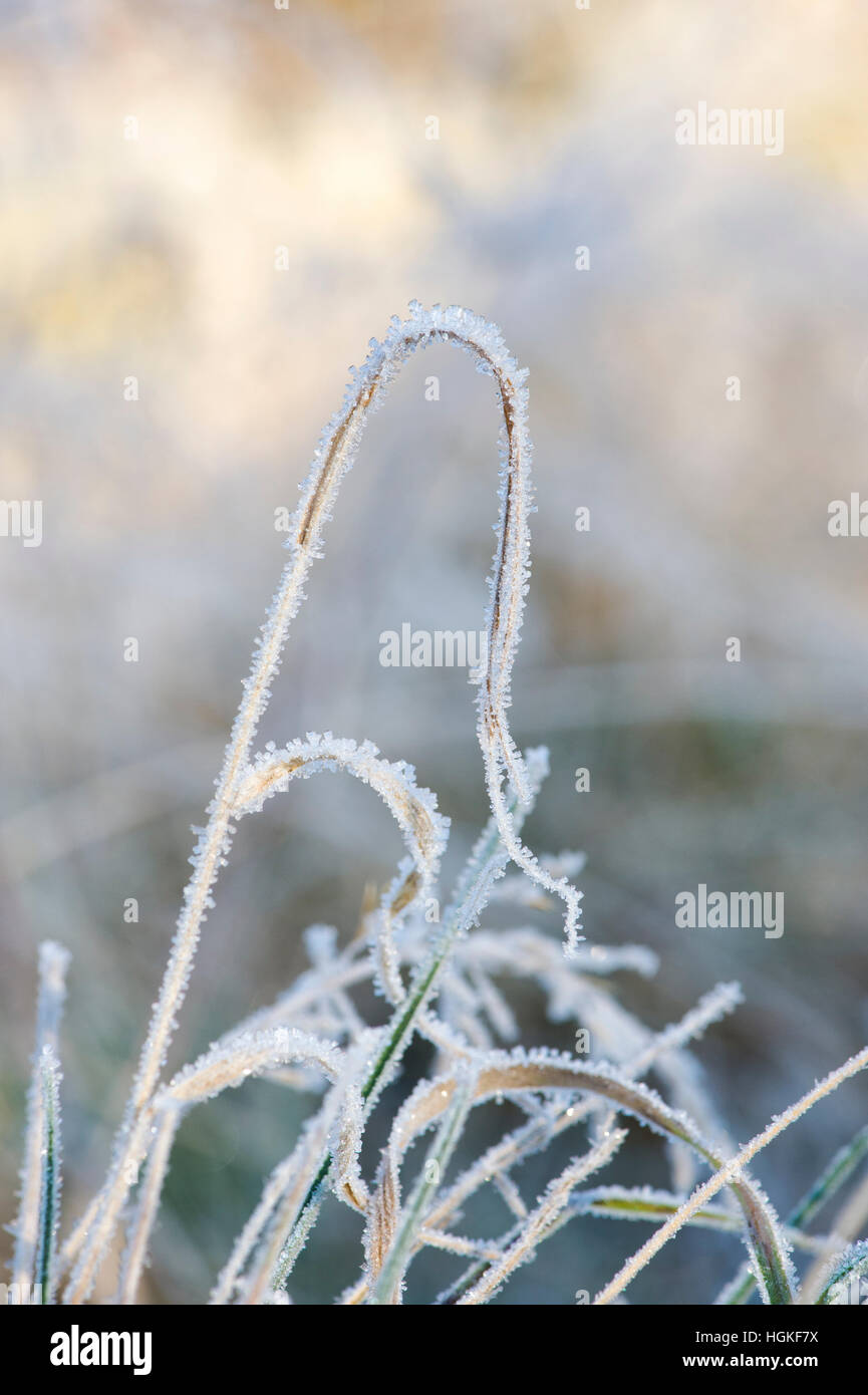 Hoar frost on spent grass. Scottish borders. Scotland Stock Photo - Alamy