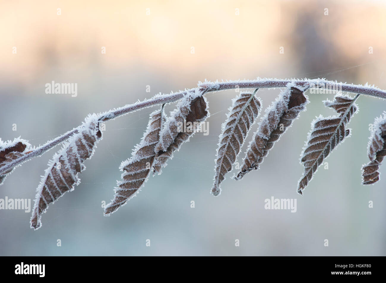 Hazel tree leaf covered in frost in winter Stock Photo - Alamy