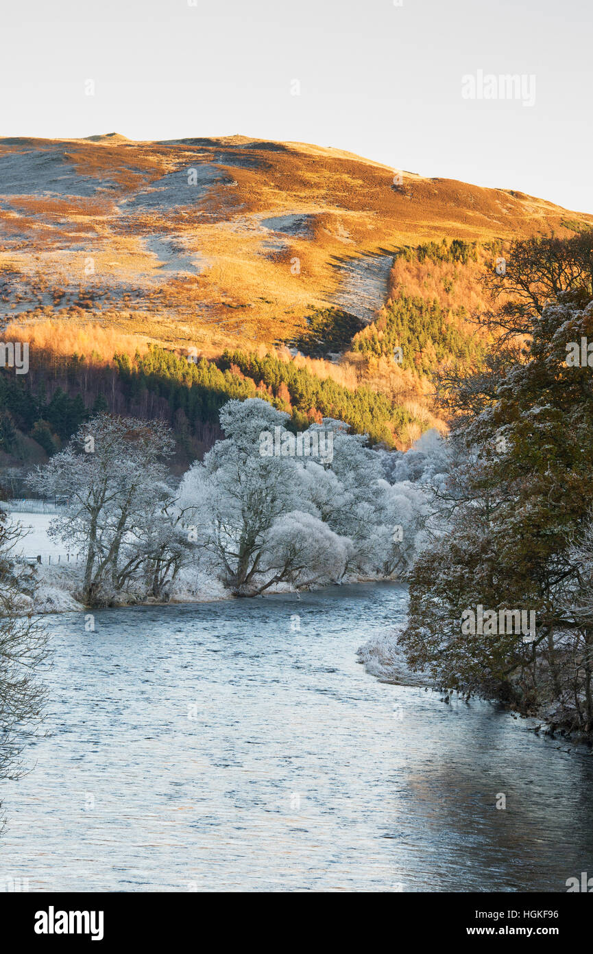 River Tweed and frosty winter trees in the Scottish borders. Scotland ...