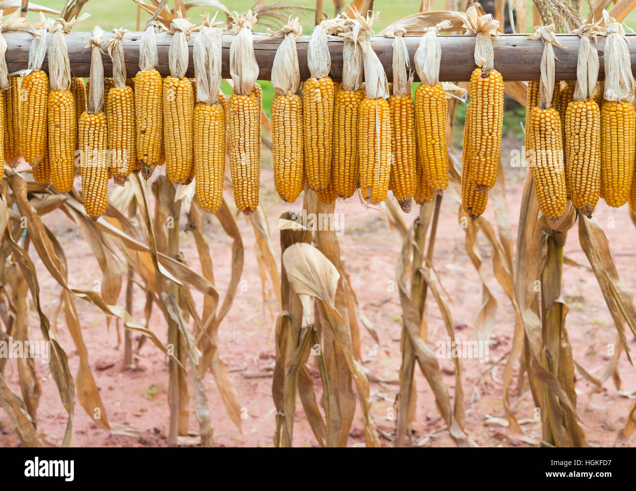 dry corns hanging near the field Stock Photo - Alamy