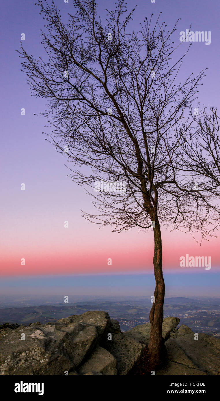 Highest tree hi-res stock photography and images - Alamy