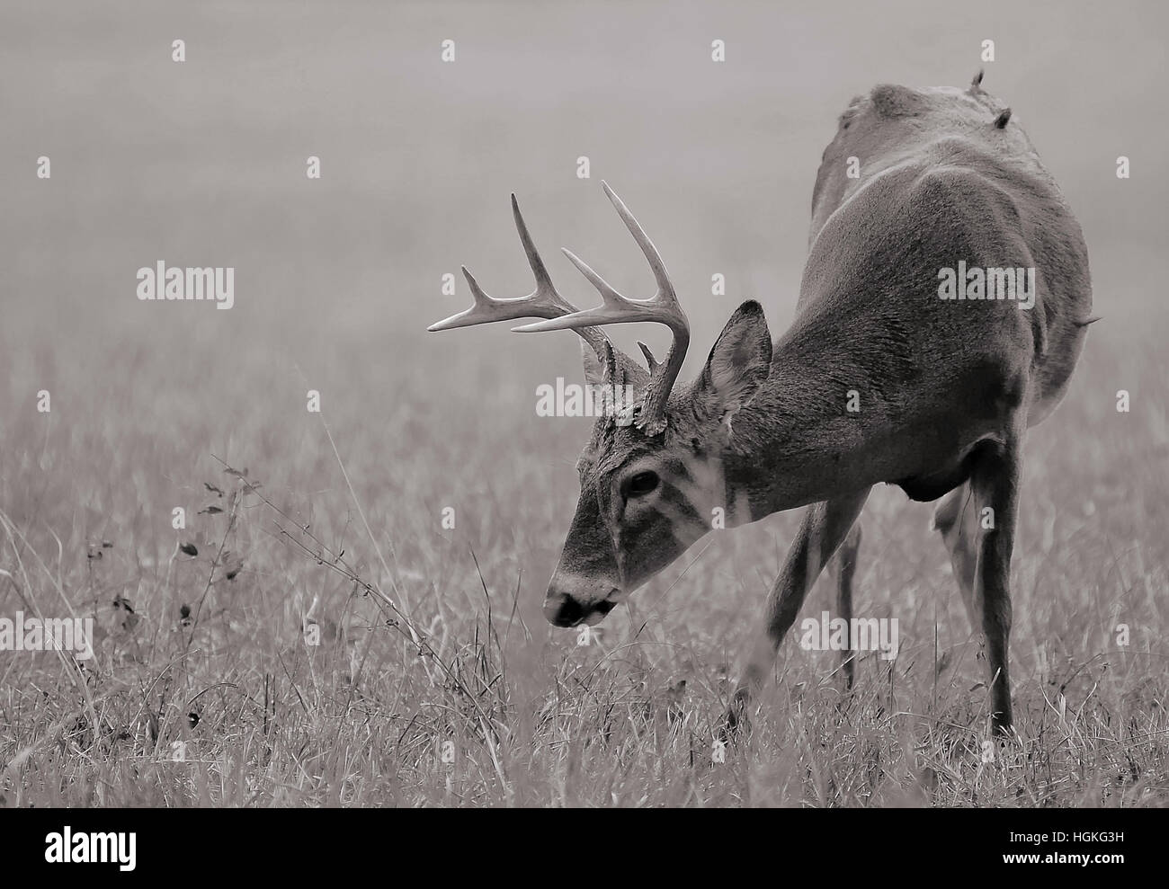 Moose Jumping High Resolution Stock Photography and Images - Alamy