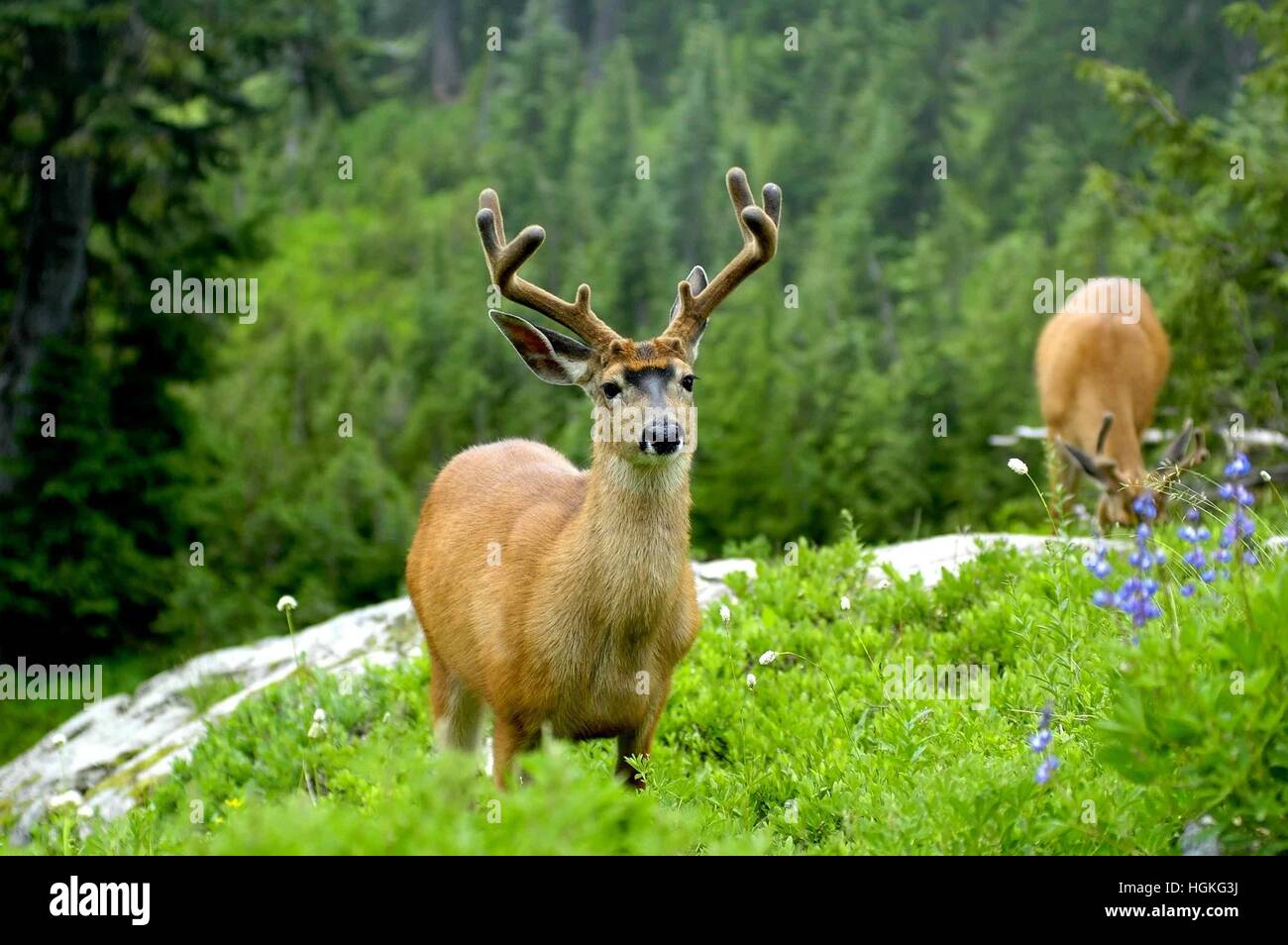 Moose Jumping High Resolution Stock Photography and Images - Alamy