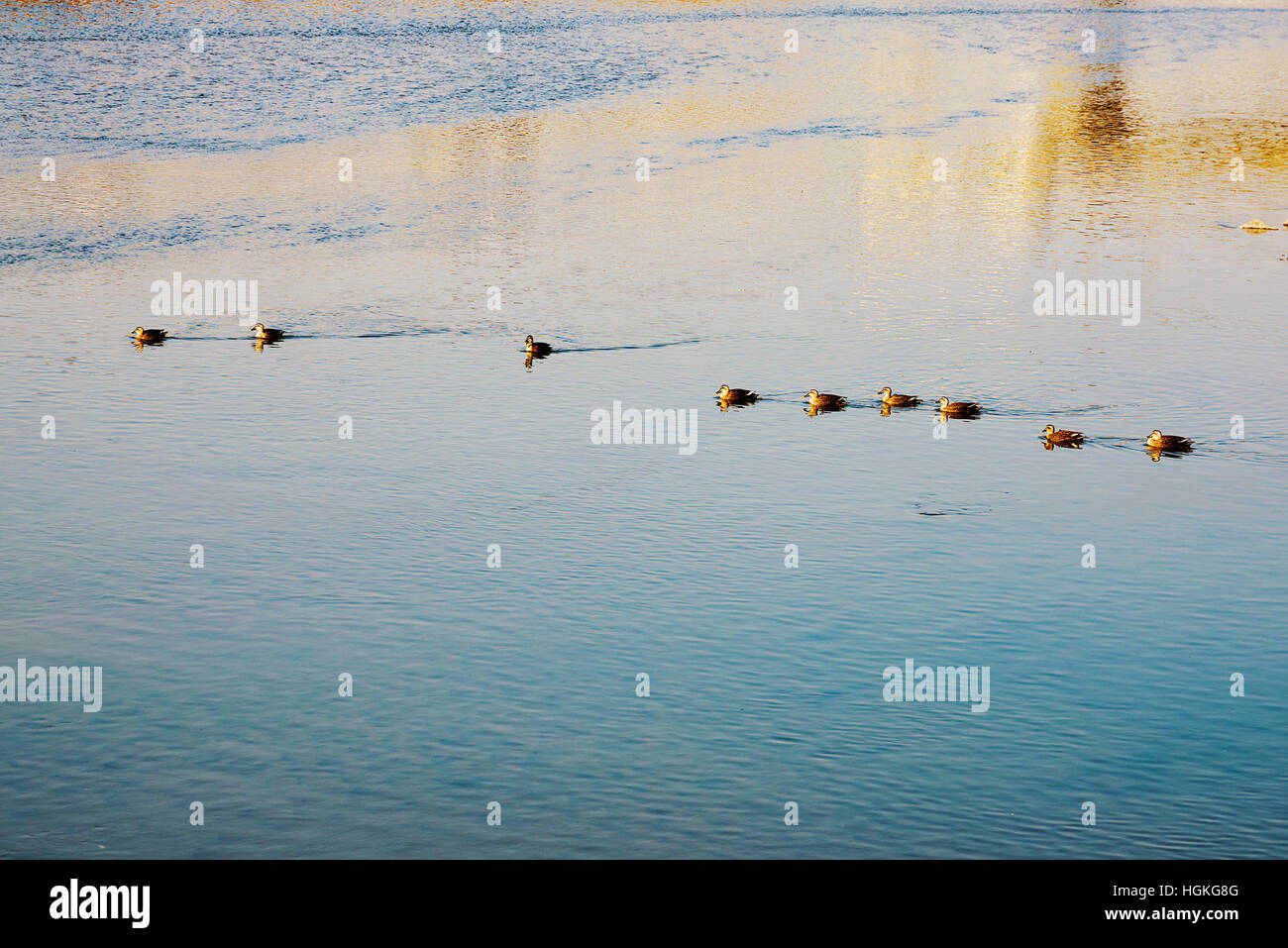 Row of ducks hi-res stock photography and images - Alamy