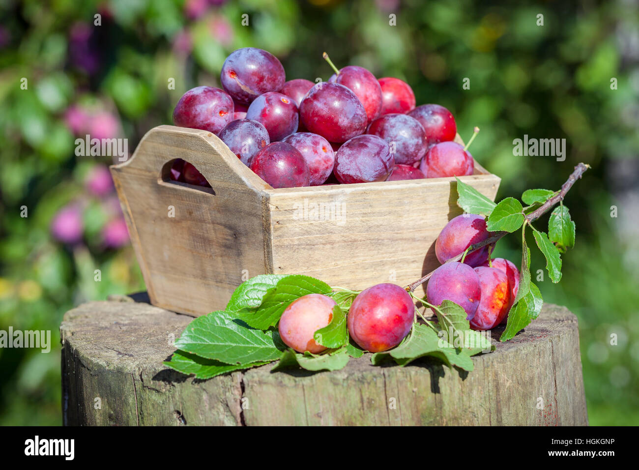 Vintage fruit garden hi-res stock photography and images - Alamy